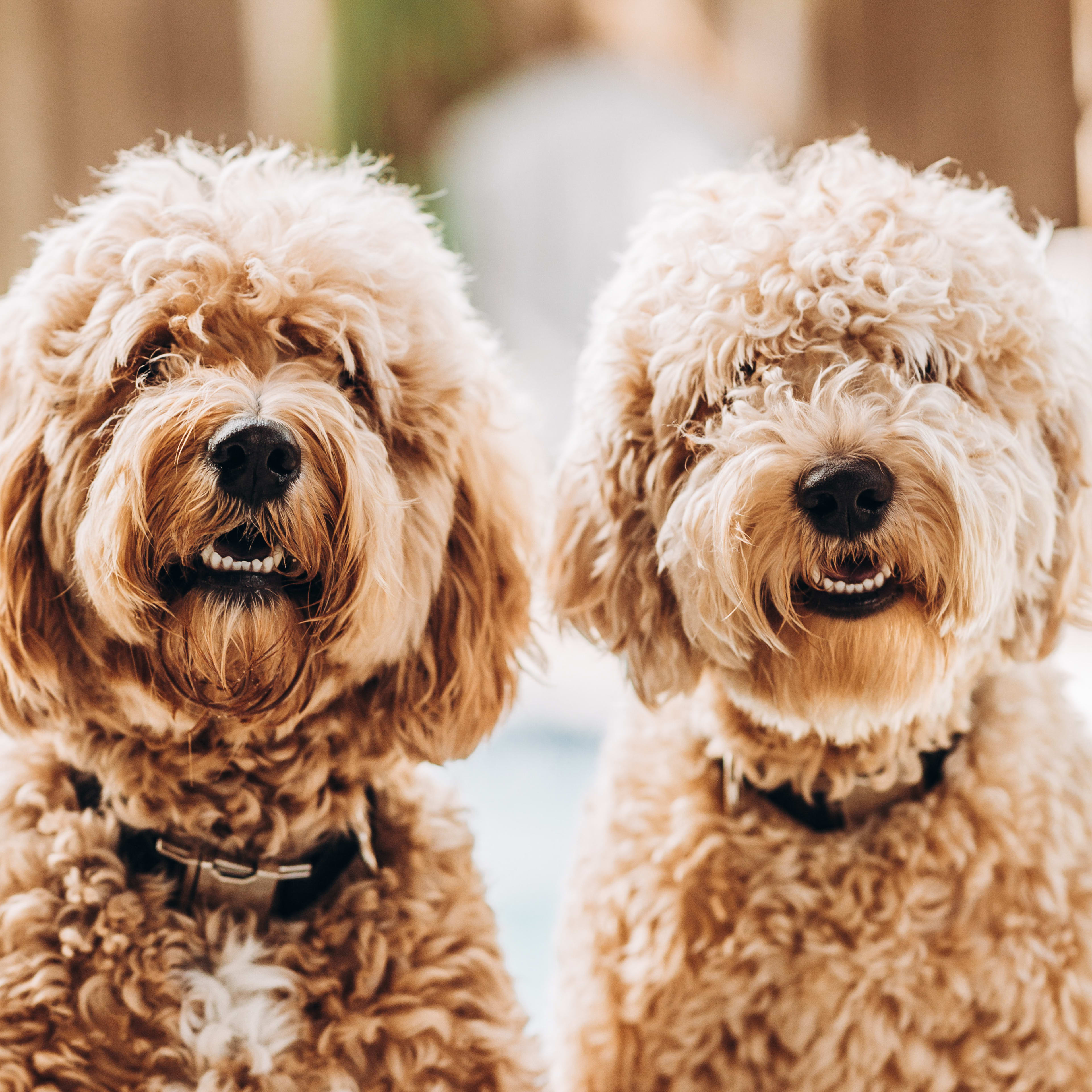 7 Softest Dog Breeds for Fluffy Fur Cuddling - Parade Pets