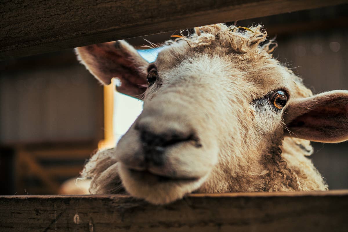 Disabled Sheep Driving Electric Wheelchair To See Dad Has Everyone in ...