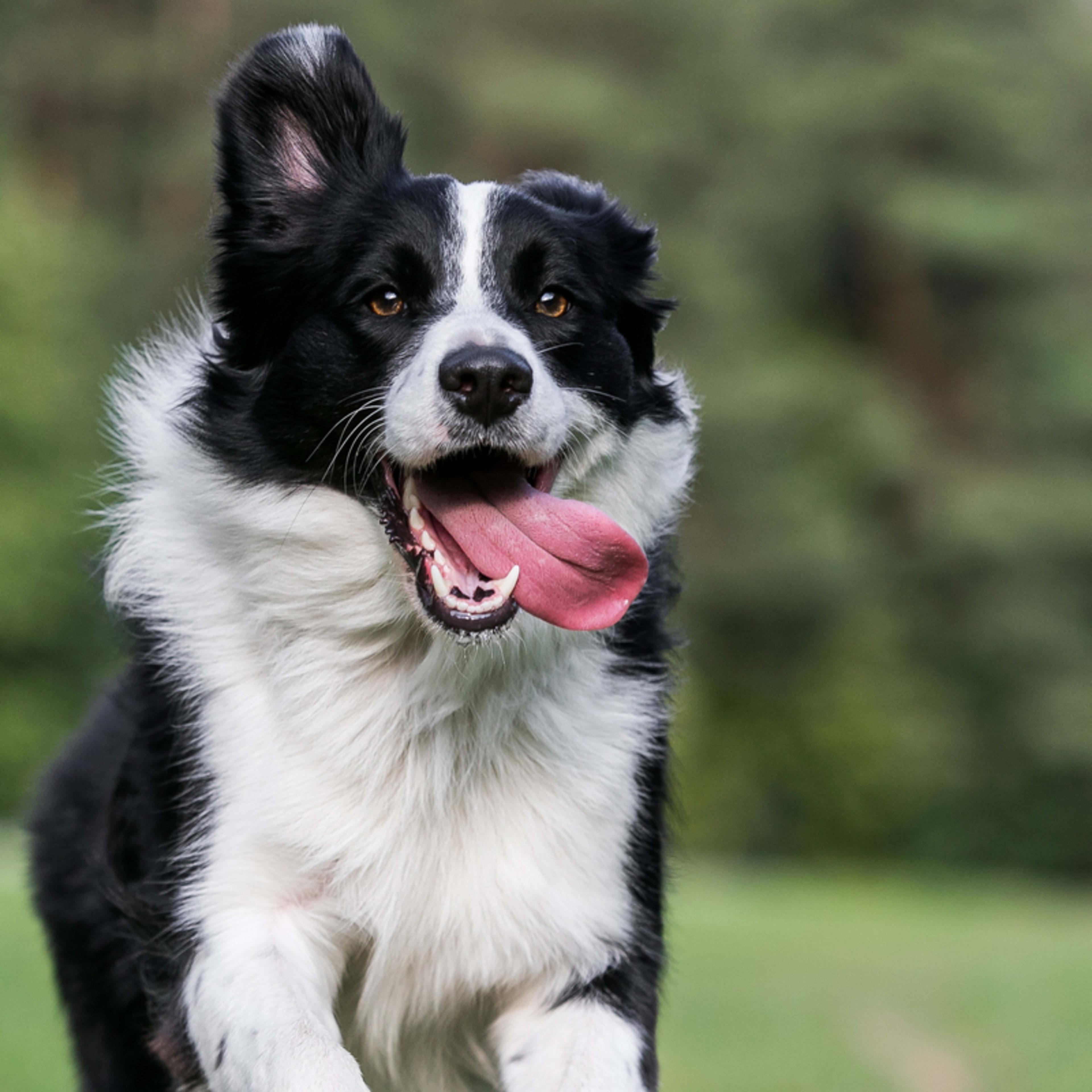 Border Collie Excels at 'Secret Word Game' and It's Too Impressive ...