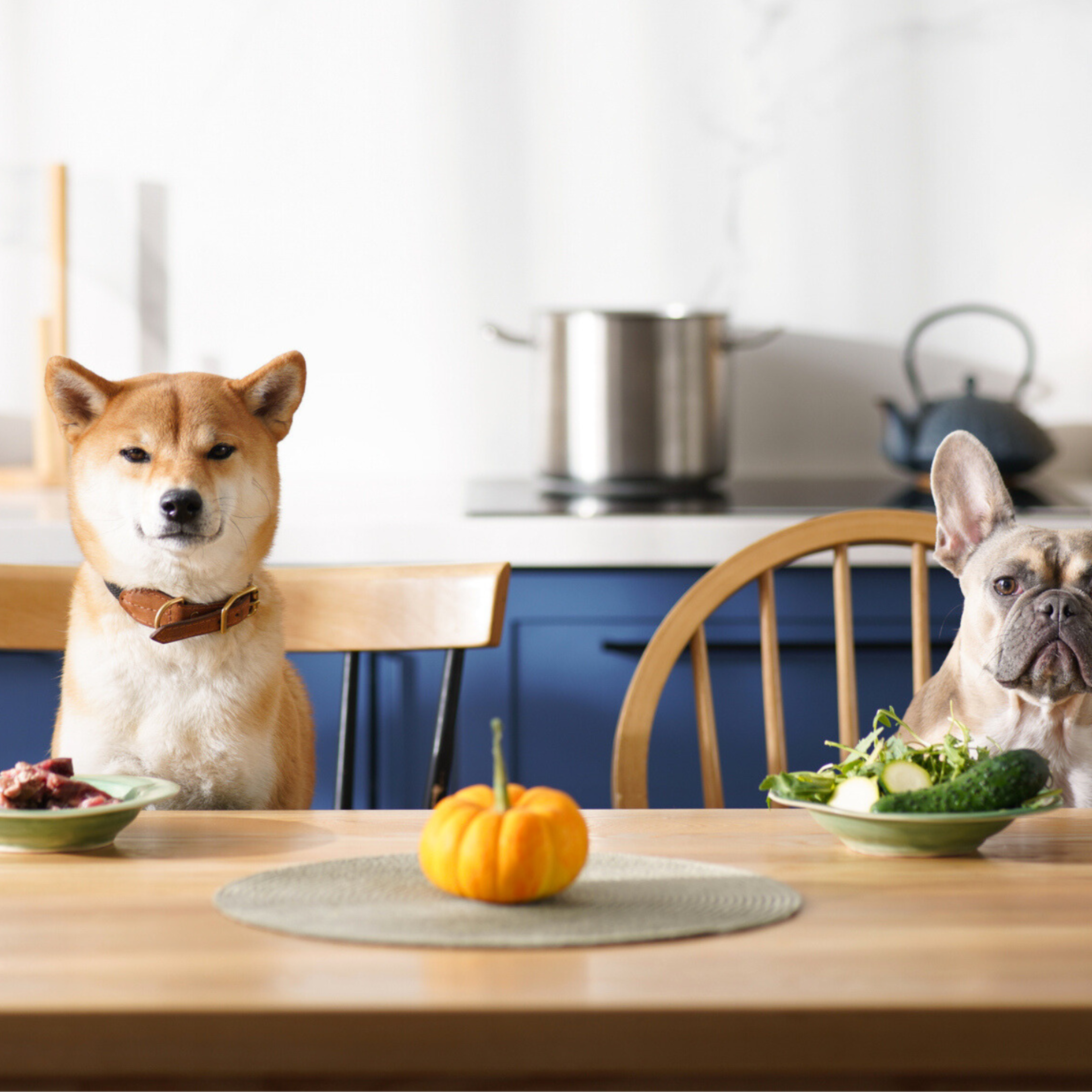Can Dogs Eat Pickles? Here’s What Vets Say - Parade Pets
