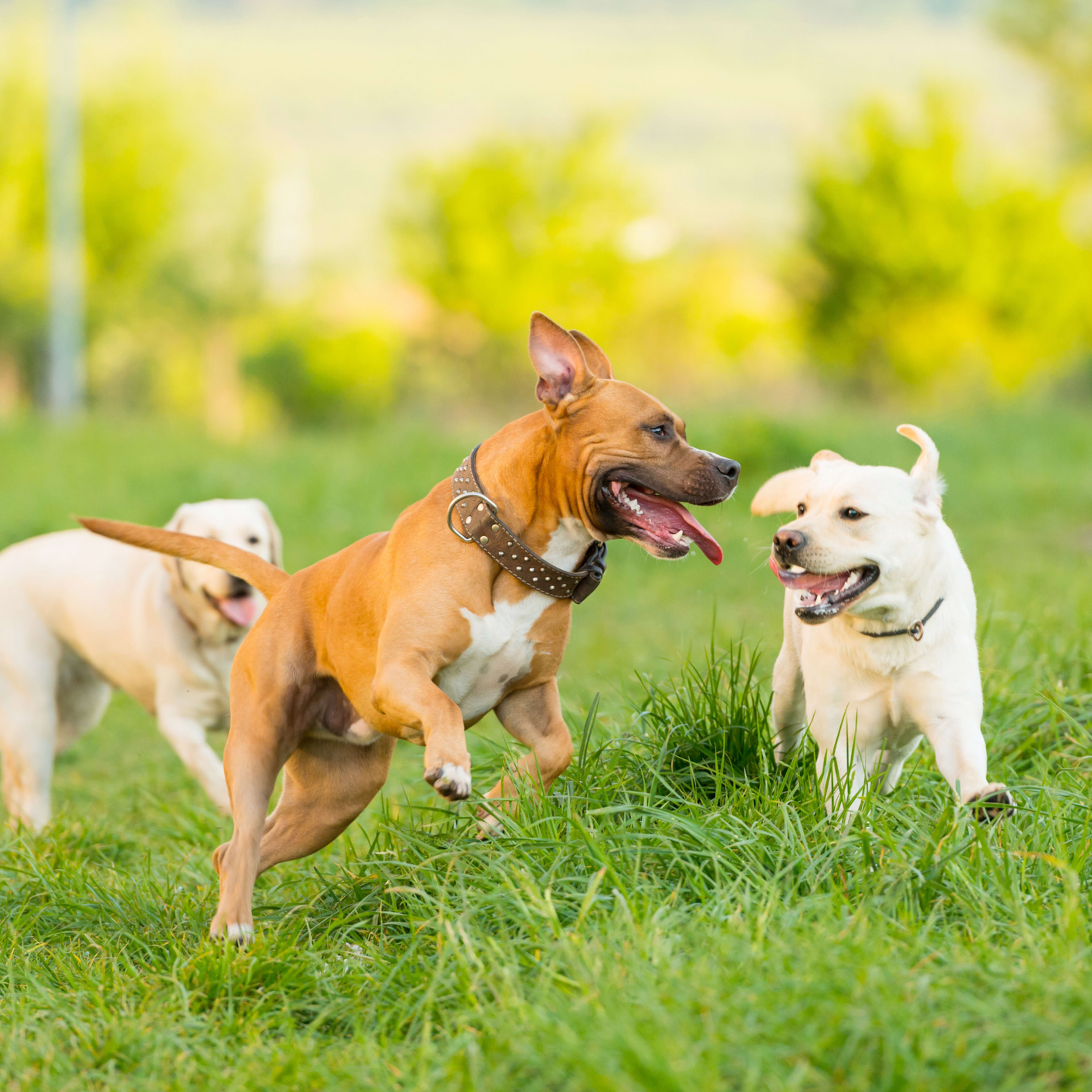7 Smiley Dogs Breeds - Parade Pets
