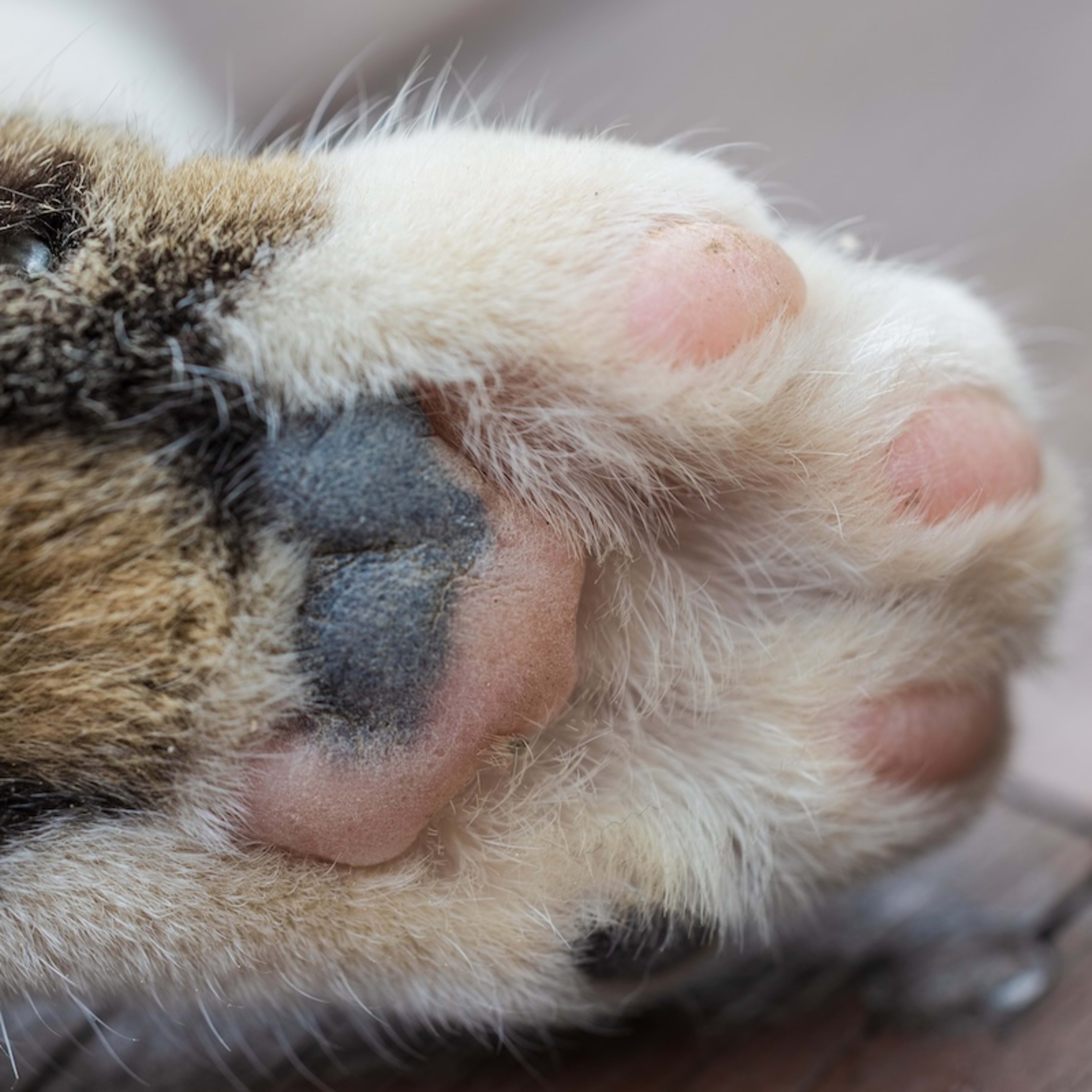 Stunning ‘Split-Faced’ Calico Cat Doing Arts and Crafts With Mom Is ...