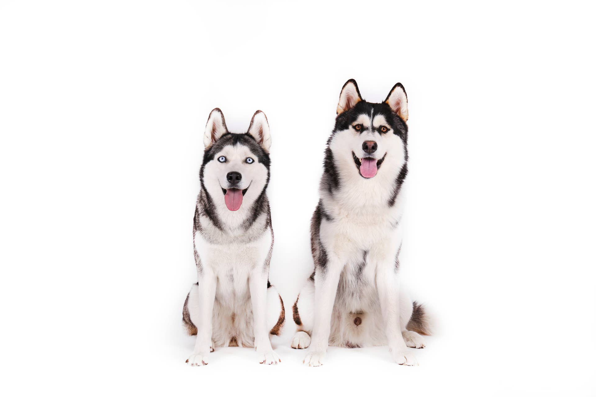 5 Best Lap Dogs, According to Vets - Parade Pets