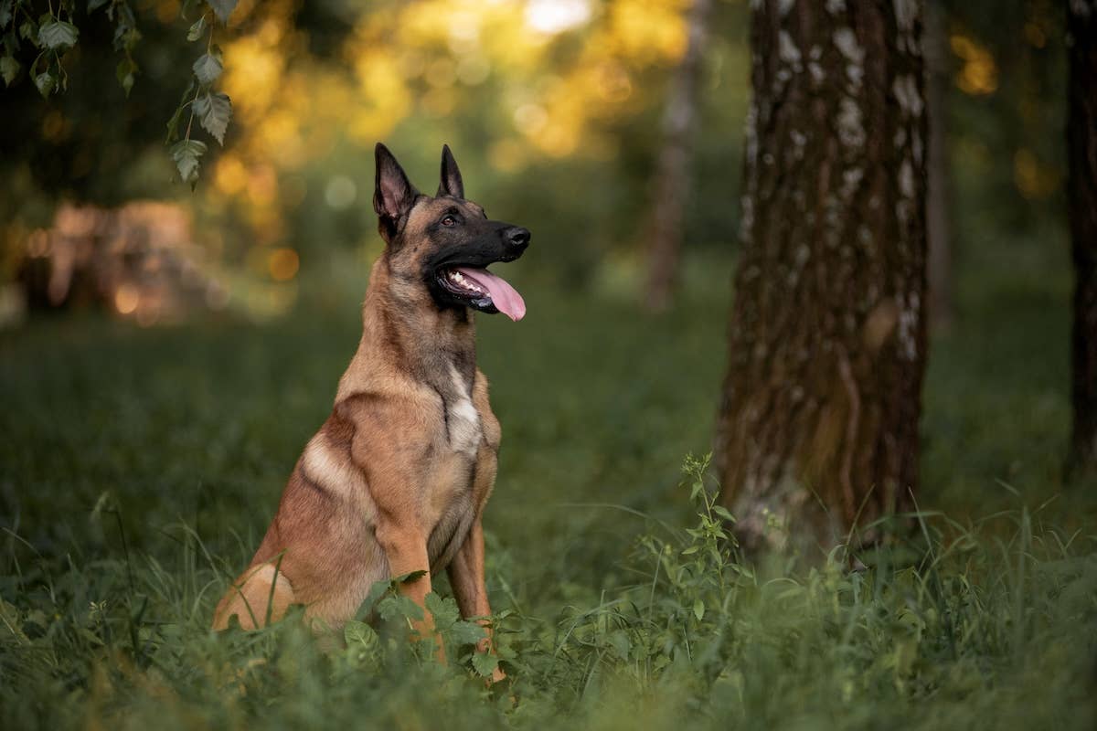 Malinois' Nightly 'Sass Fest' Proves Mom Has the Patience of a Saint ...
