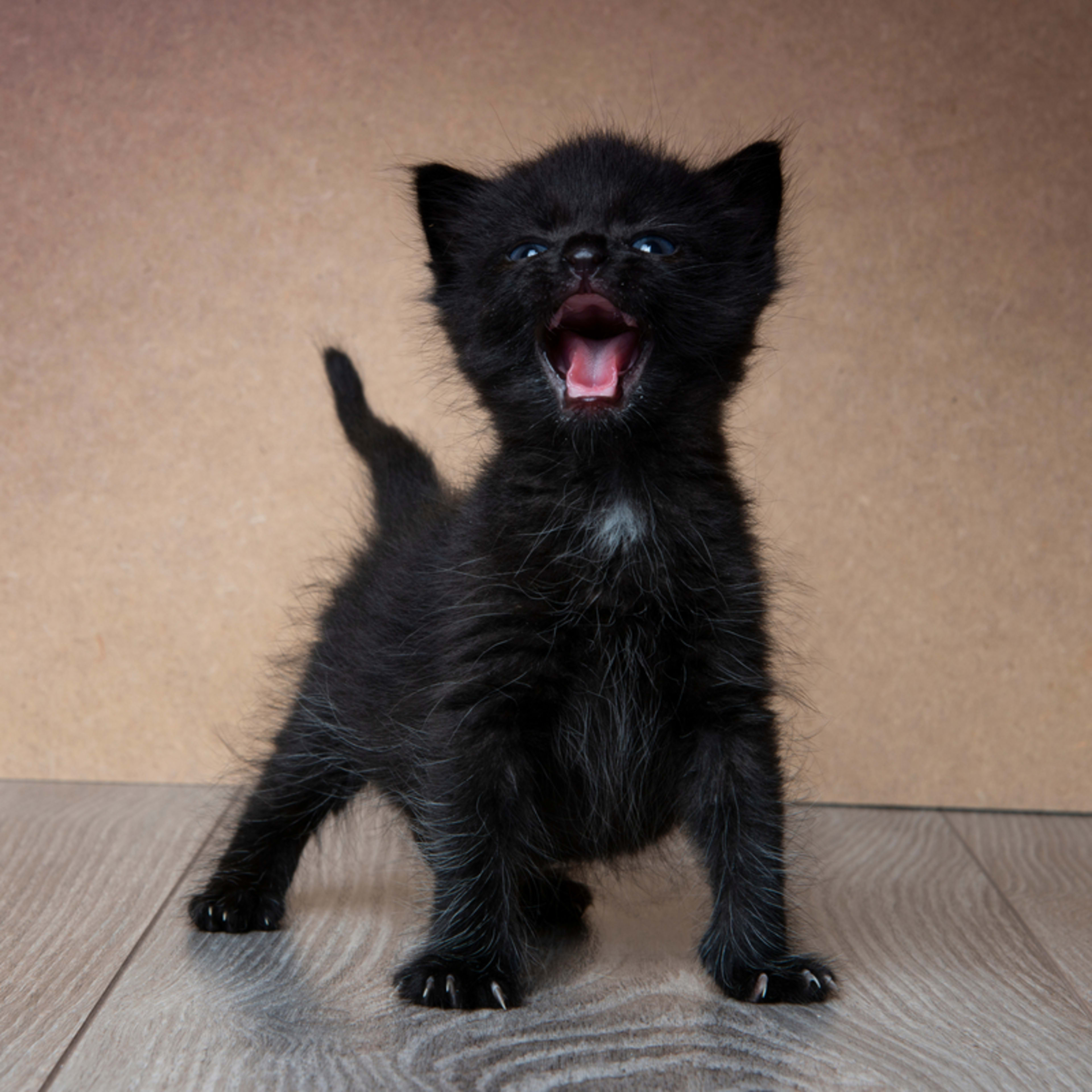 Irresistible Tiny Black Kitten Happily Smiling With ‘Megaphone Mouth ...