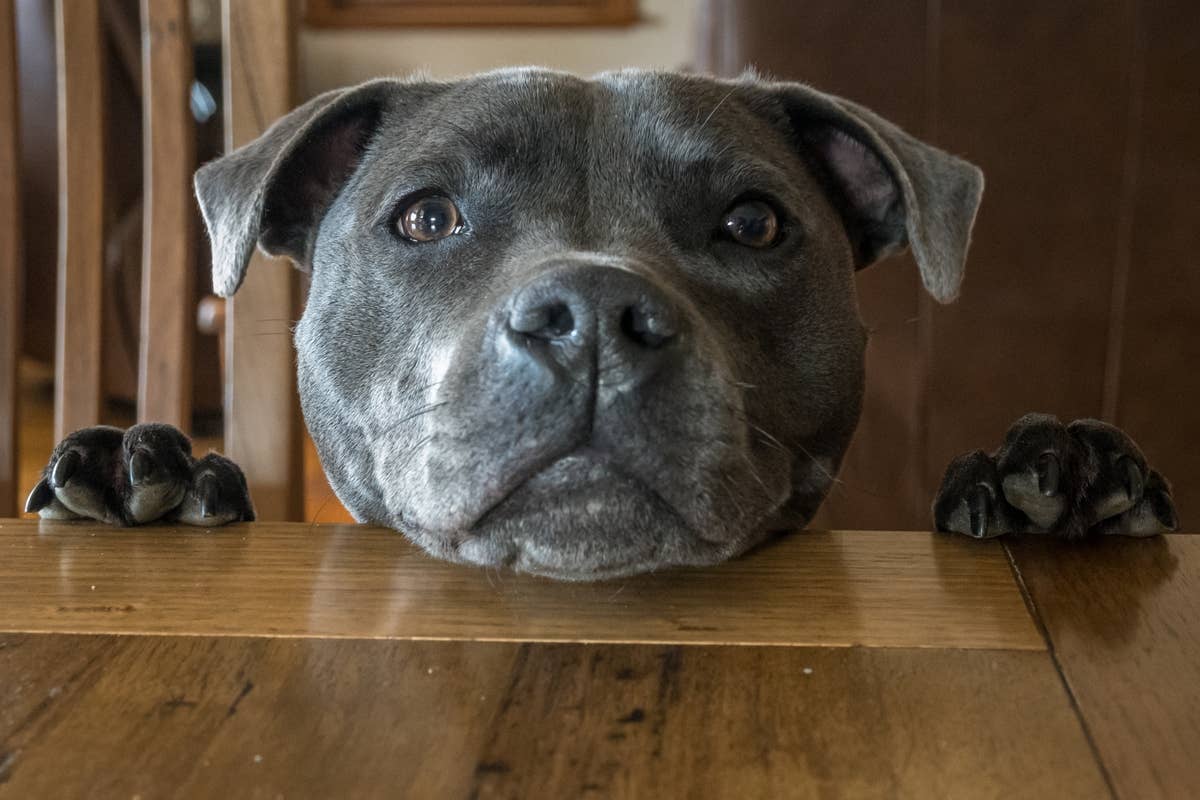 Pit Bull Asking Mom for Makeup Sesh Is Way Too Adorable - Parade Pets