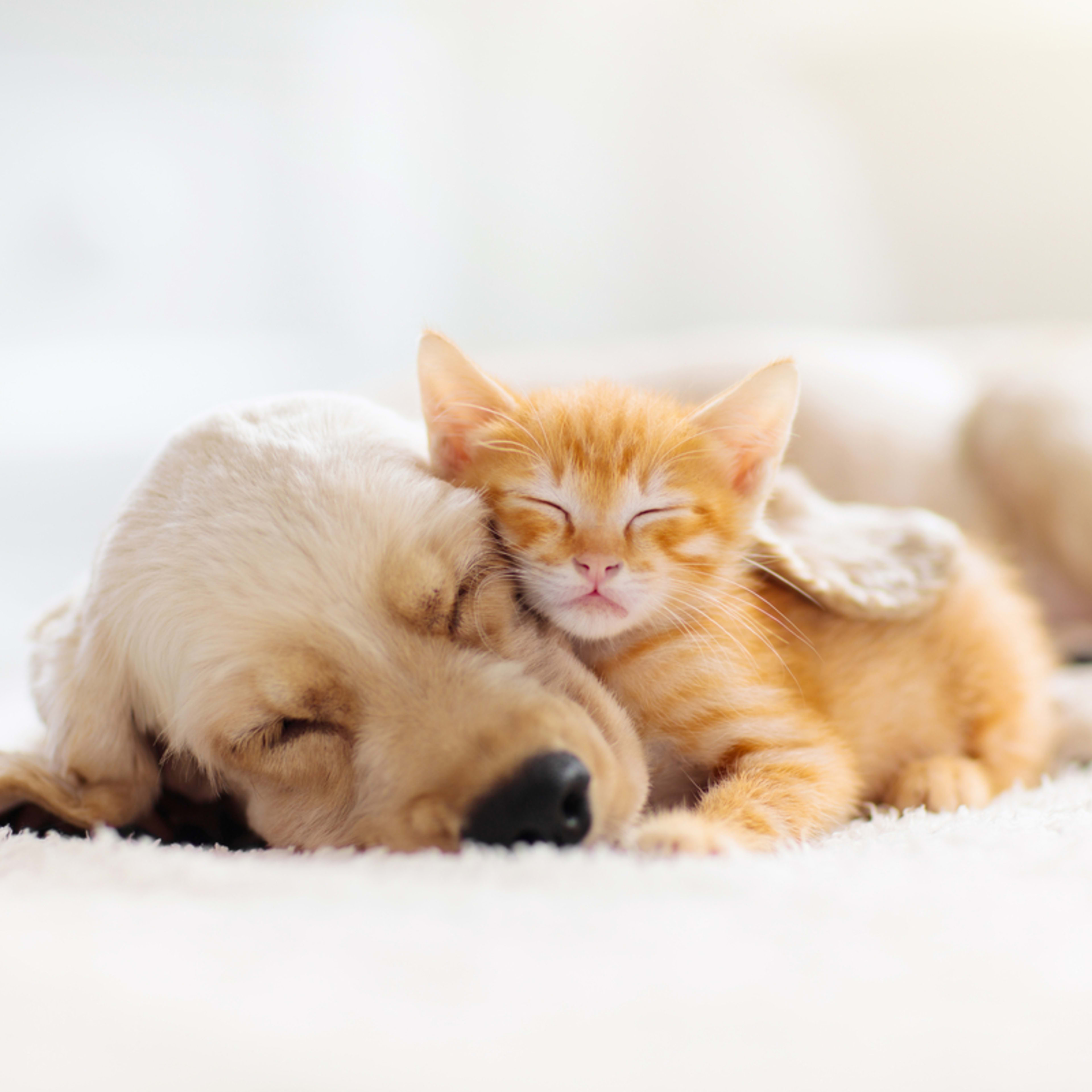 Ragdoll Kitten Amazed by Meeting Golden Retriever for First Time ...