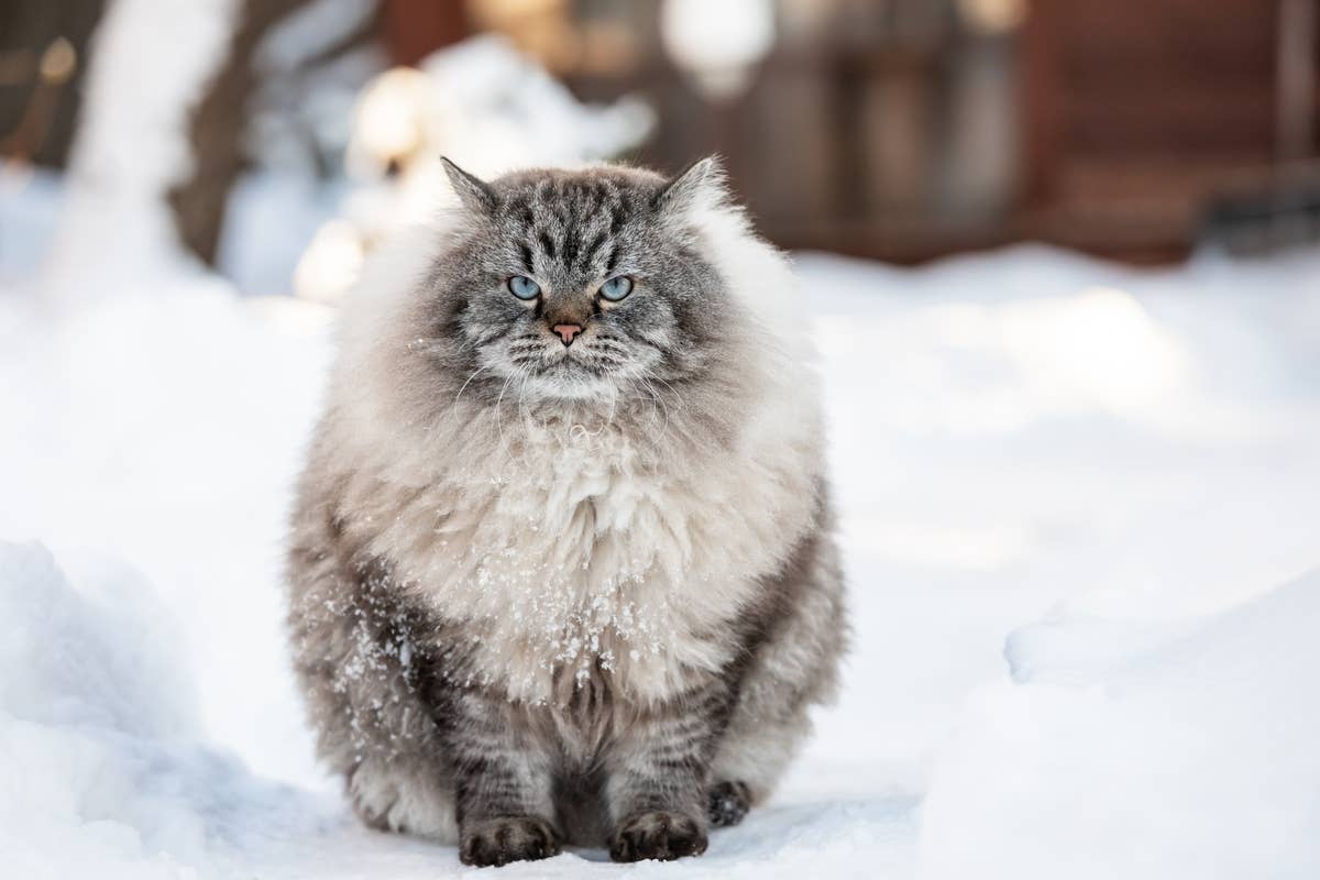 'Nervous' Siberian Cat Performs Epic Dance With Mom's Encouraging Words ...