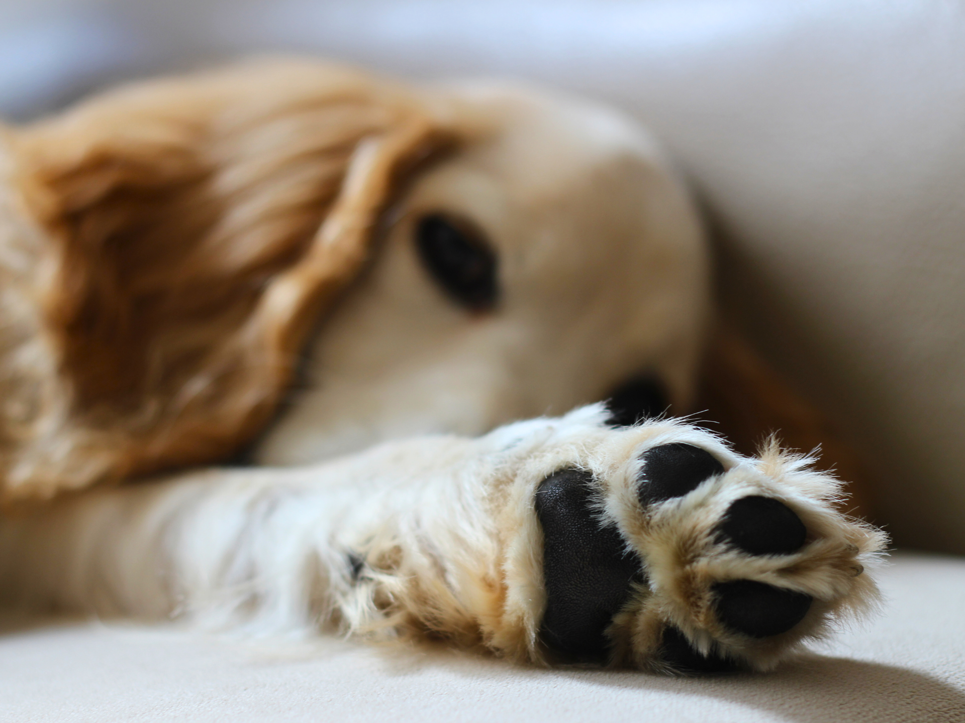 Is Your Dog a Righty or a Lefty? Here’s How to Tell! - Parade Pets