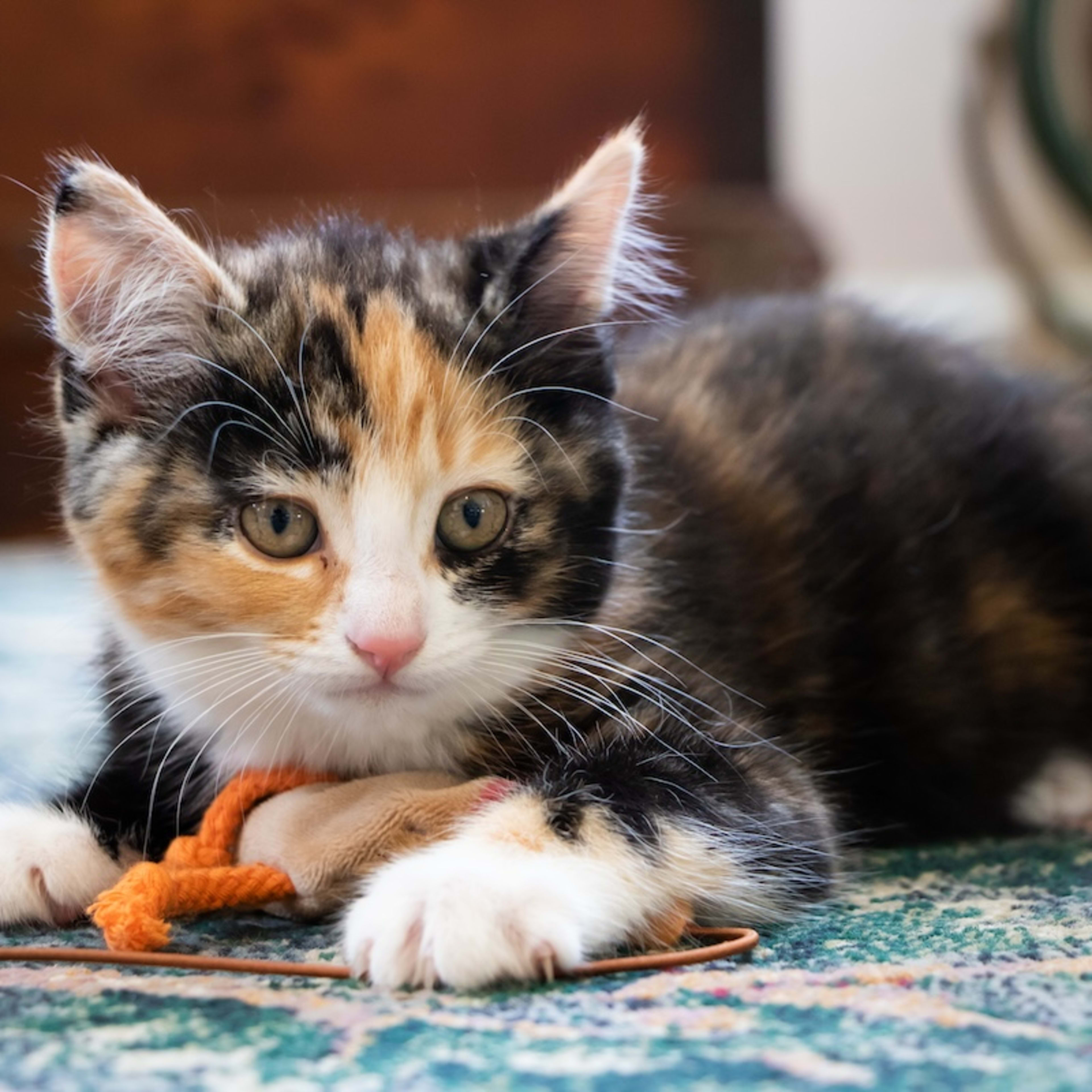 Devastated Cat Who Gave Birth to Stillborn Kitten Gets Most Magical ...