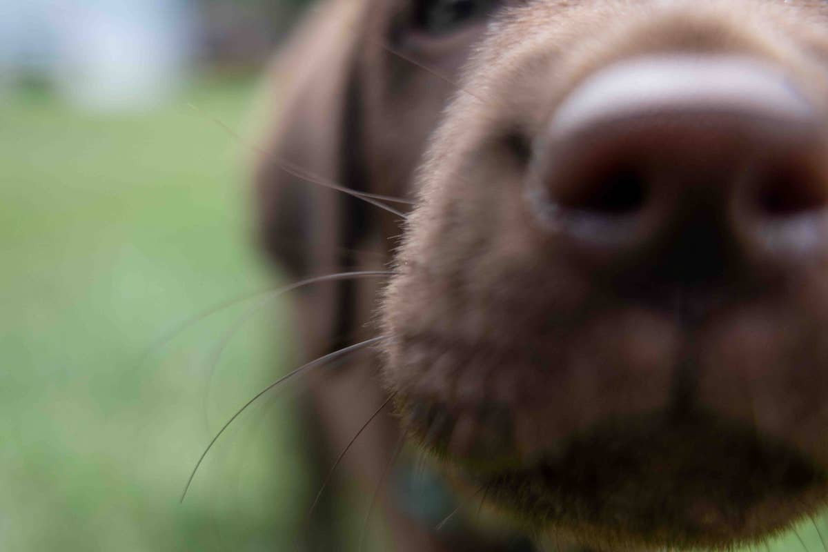 Brave Labradors Belly-Flopping Into Pool To ‘Save Their Baby’ Are the ...