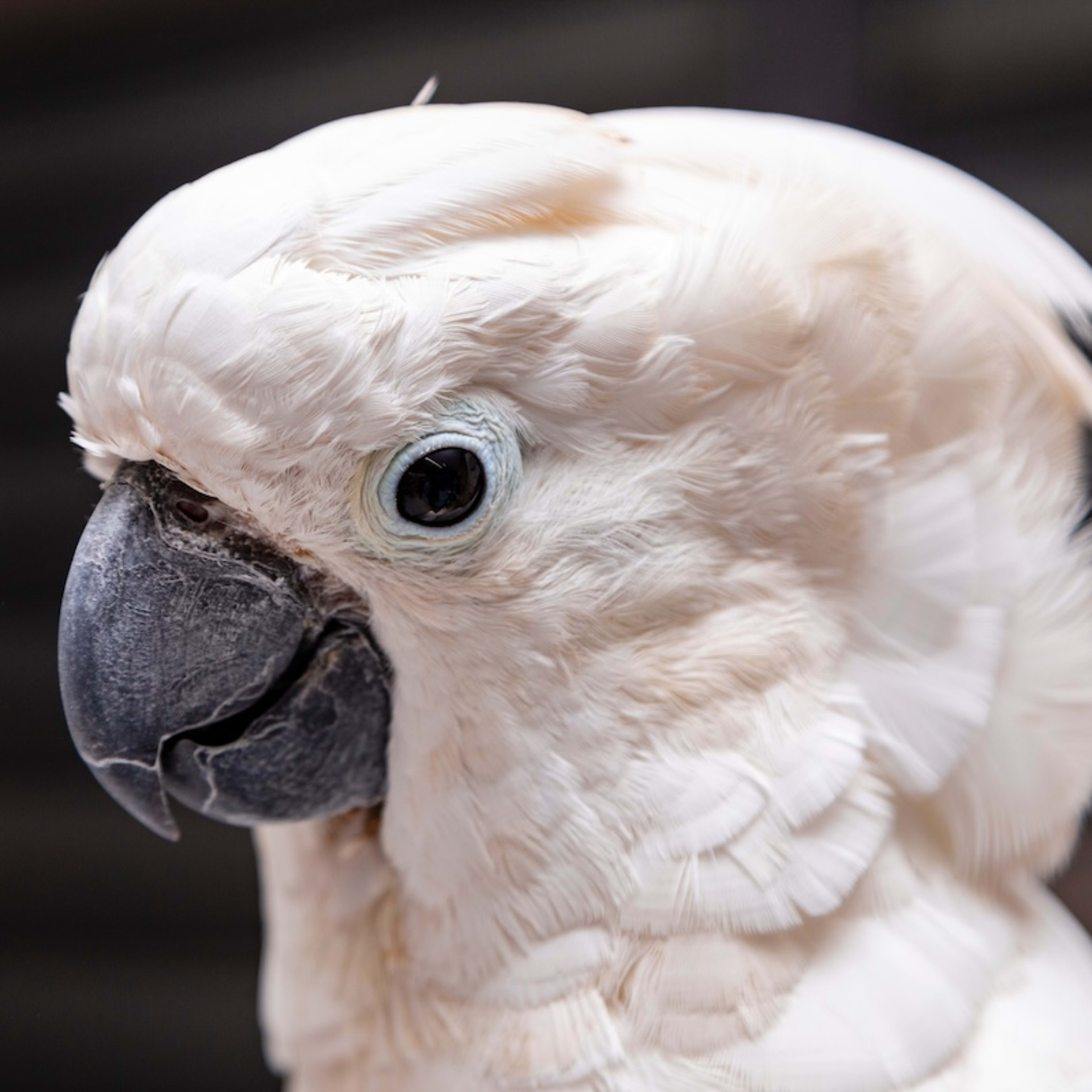 Glamorous Cockatoo in False Lashes Looks Ready for the Runway - Parade Pets