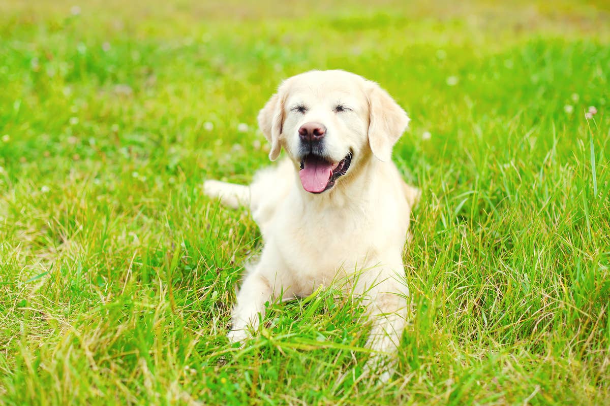 Golden Retriever Puppy Playing Peekaboo Is Basically a Furry Toddler ...