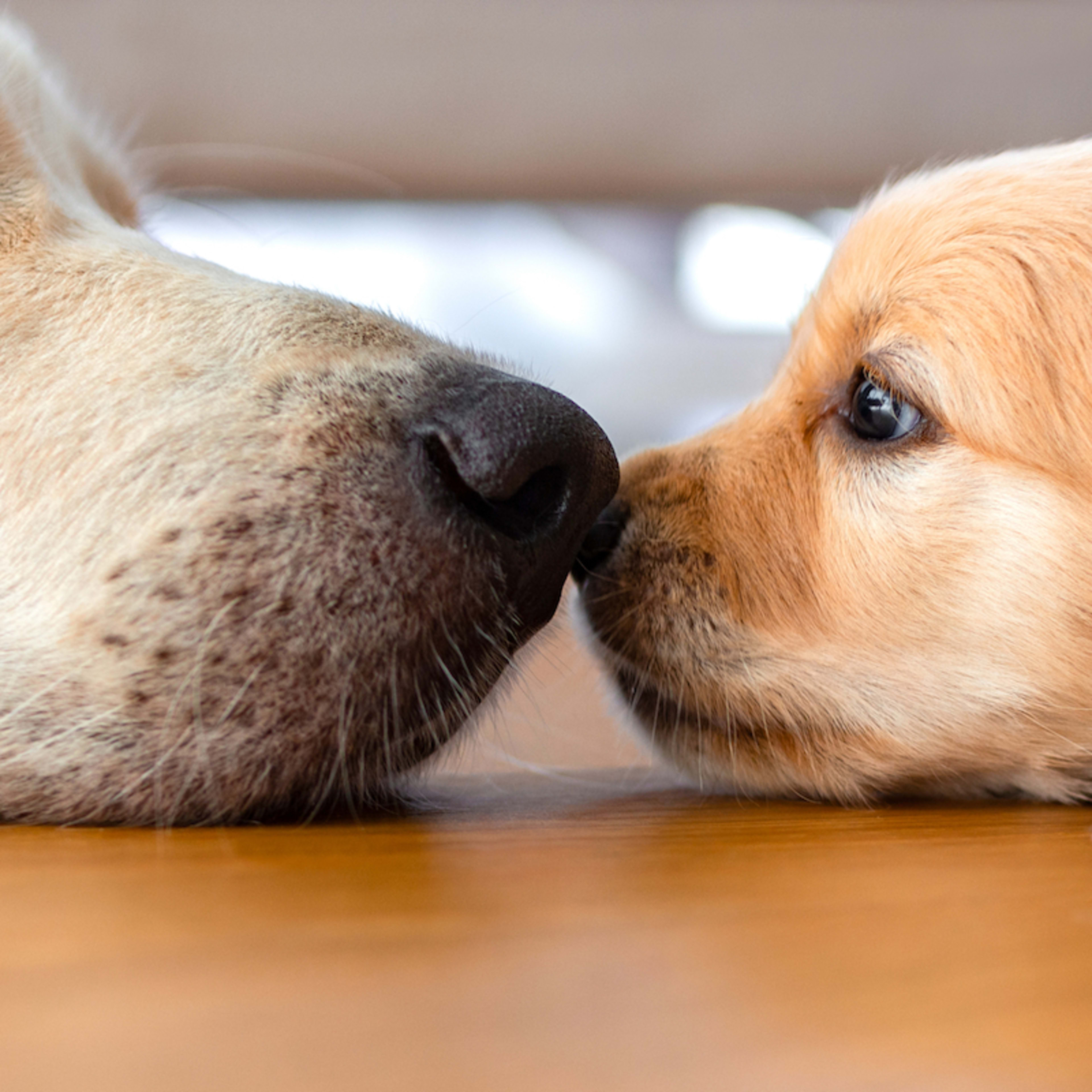 Golden Retrievers Playing 'Bitey Face' Are So Hilariously Unhinged - Parade Pets