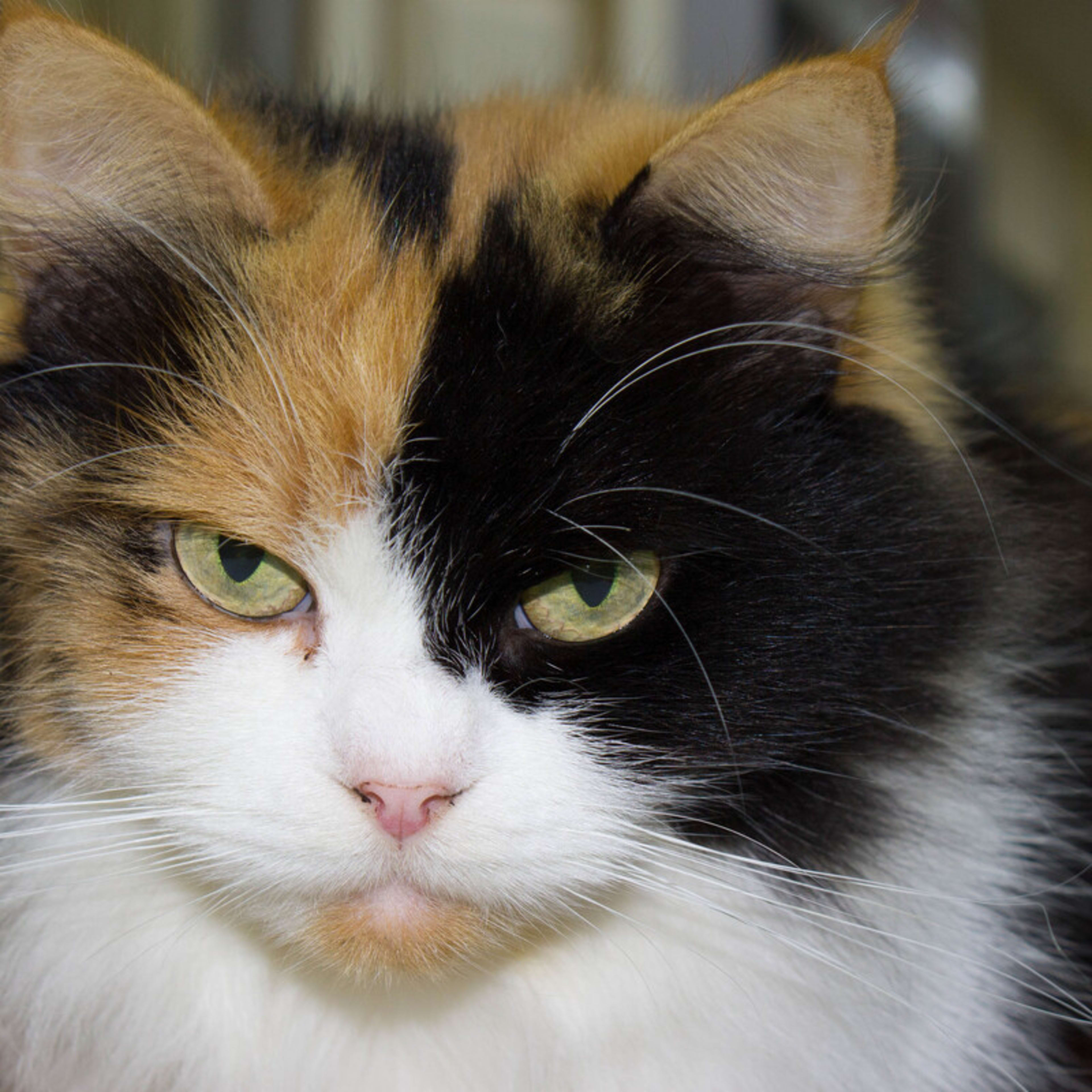 Fluffy Cat With Big Spicy Feelings Has the Funniest 'Love Language ...