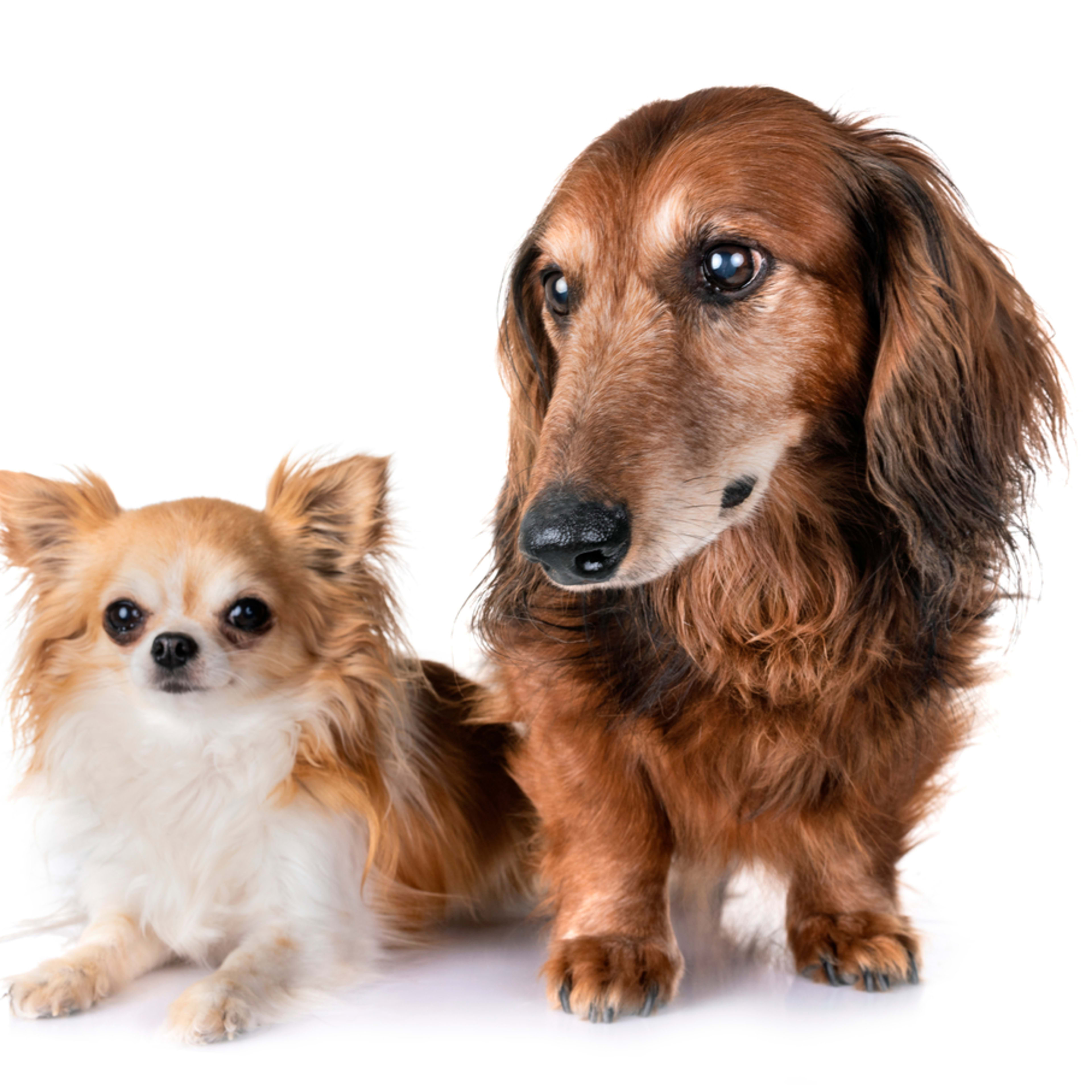 Chihuahua and Bloodhound's Adorable Friendship Is the Definition of ...