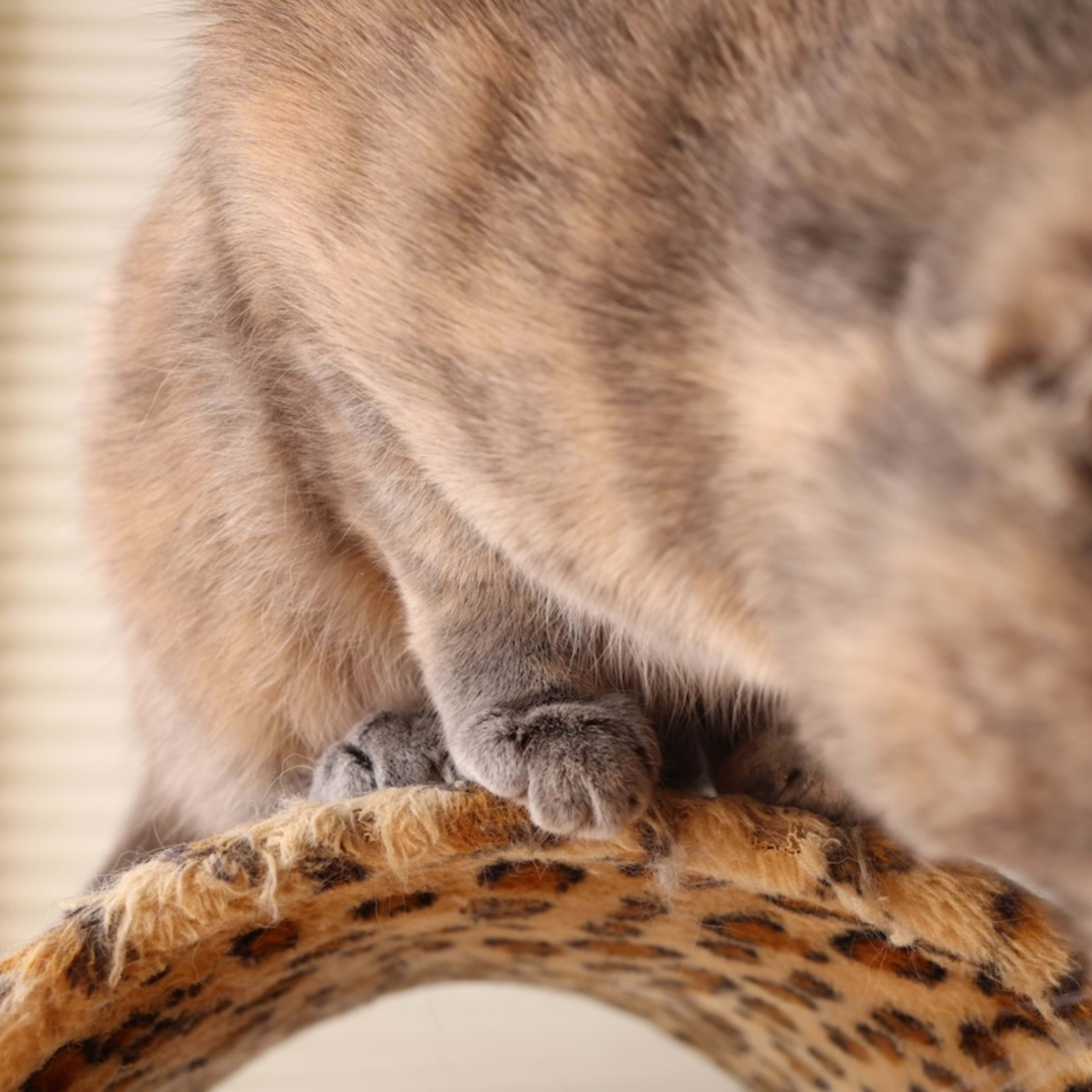 Exotic Shorthair Cat's Tiny 'Smoosh' Face Has the Internet Obsessed ...
