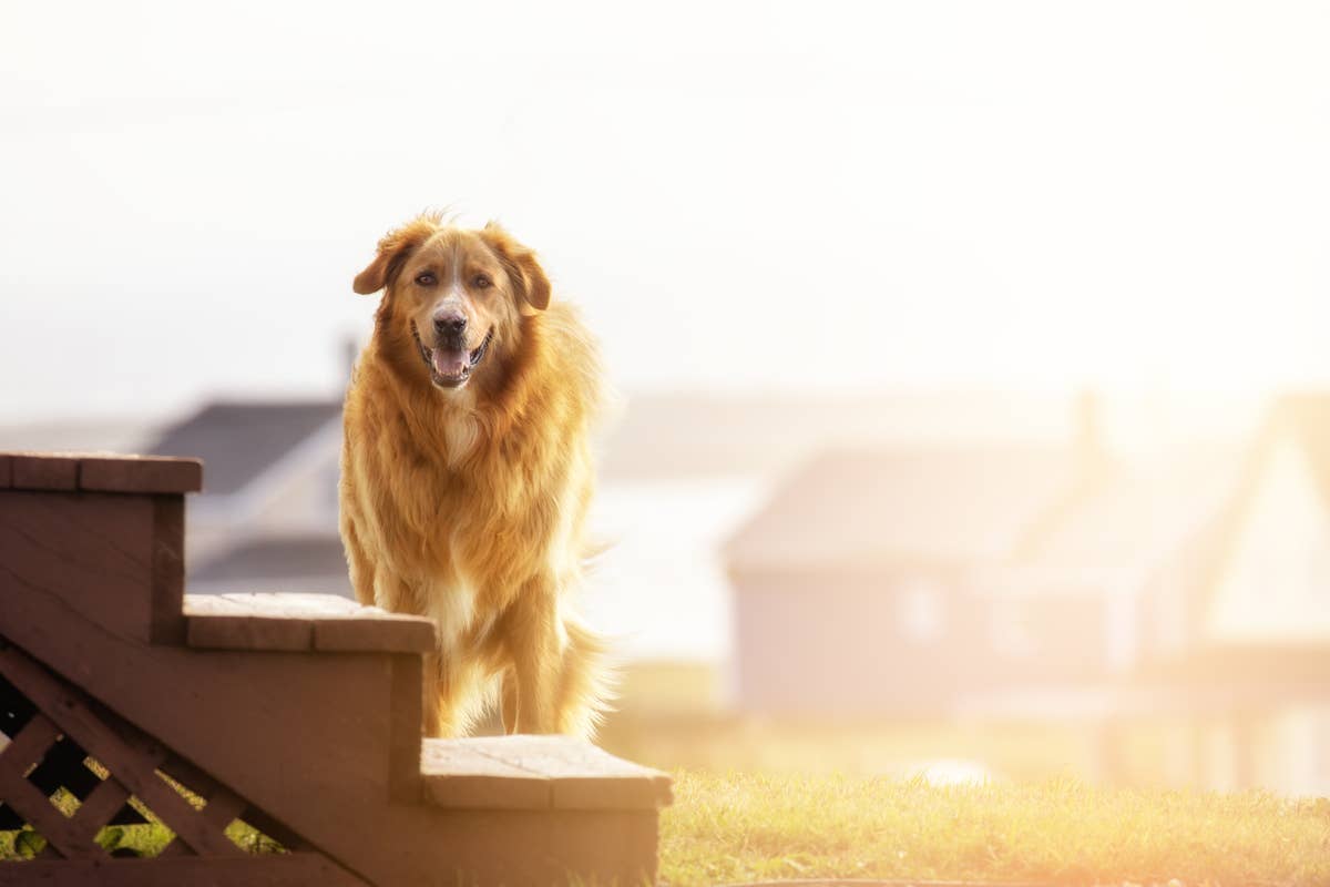 Senior Golden Retriever Smiles With Joy After 'Handsome' Haircut ...