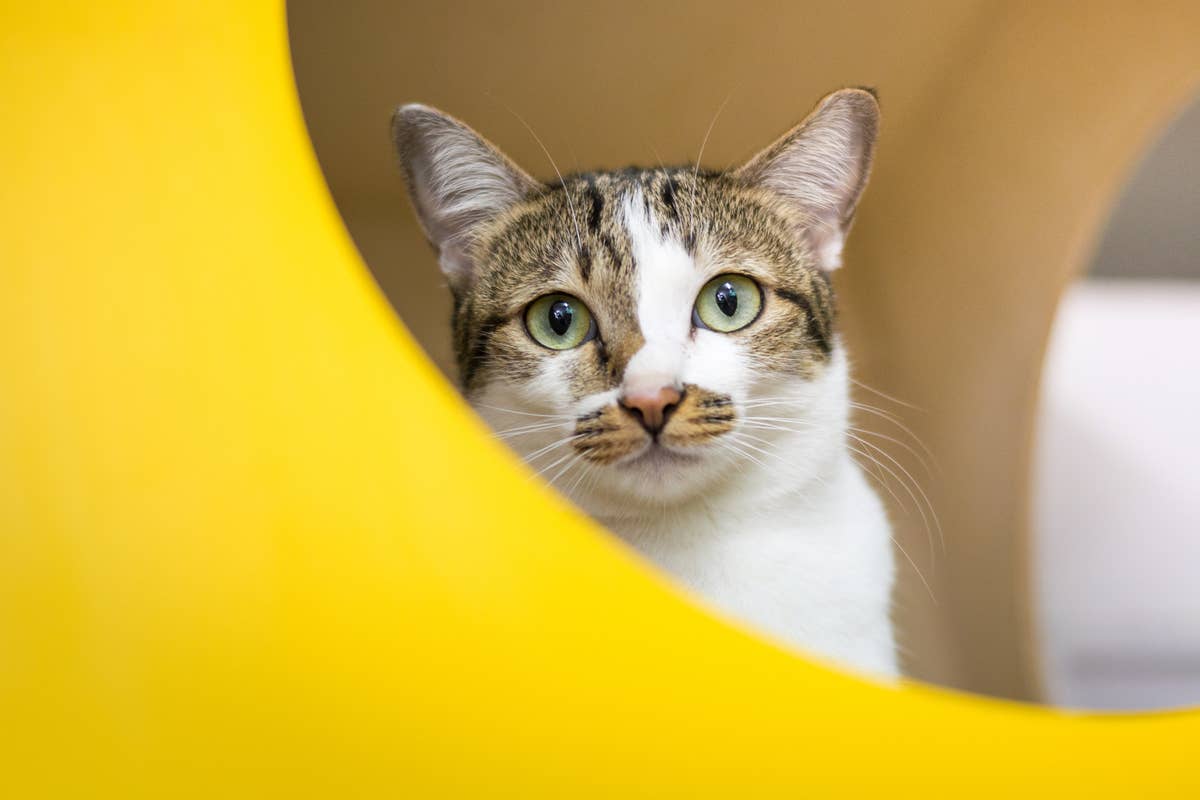 Paraplegic Cat Uses Exercise Wheel To 'Run From Mom' During Hide-and ...