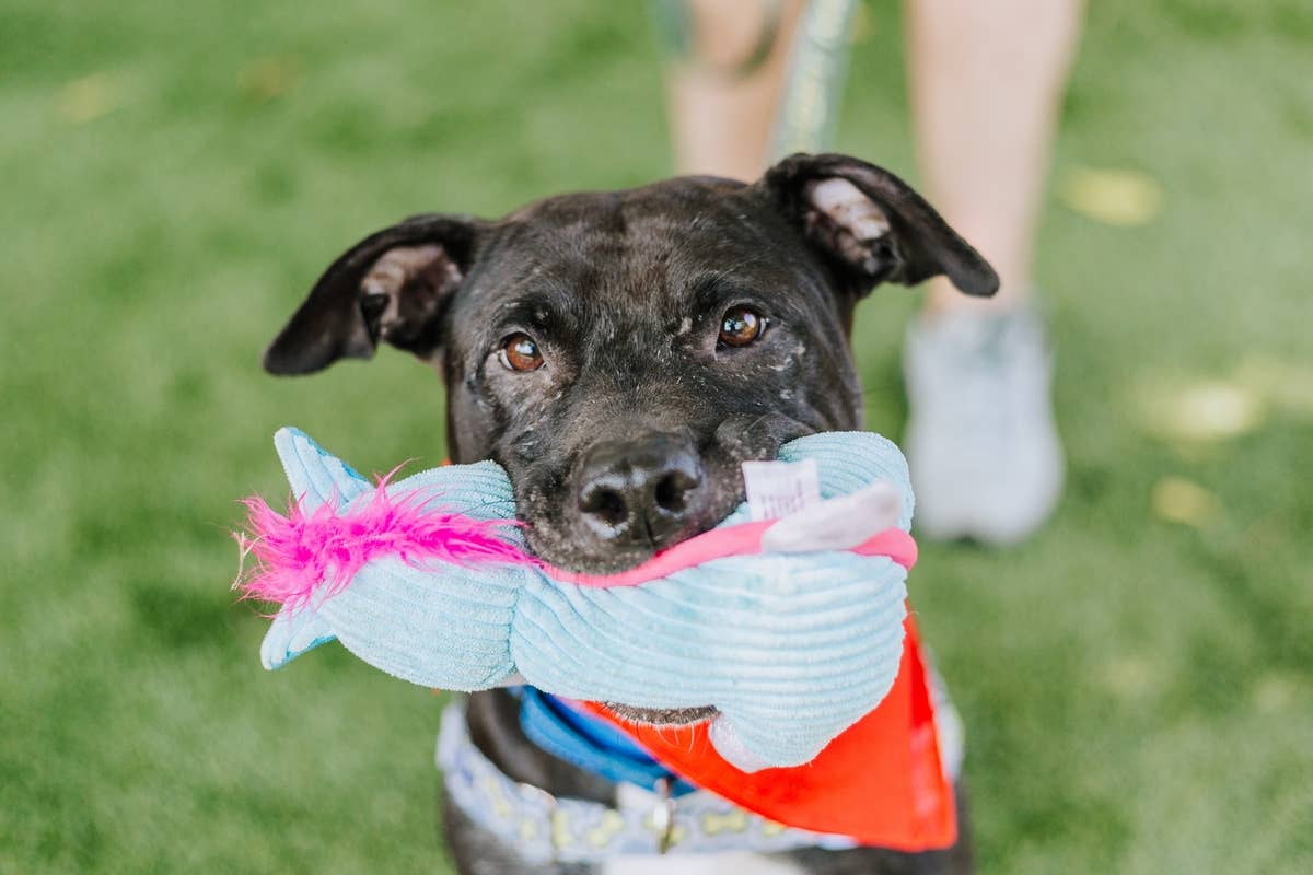 Tiny Little Foster Pit Bull Puppy Gets His First Pair of Pajamas and ...