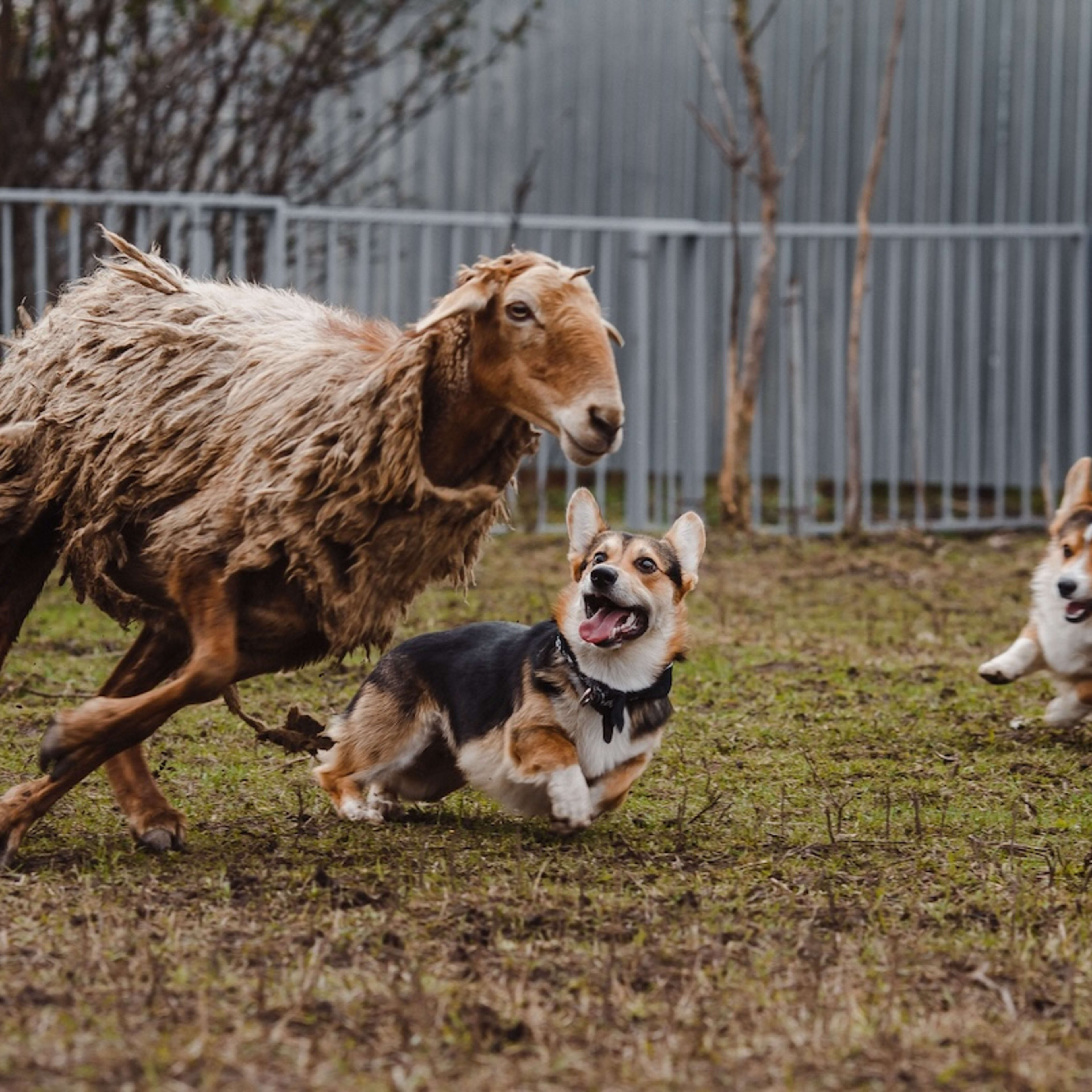 Meet Over 200 Corgis at Pismo Beach Gathering - Parade Pets