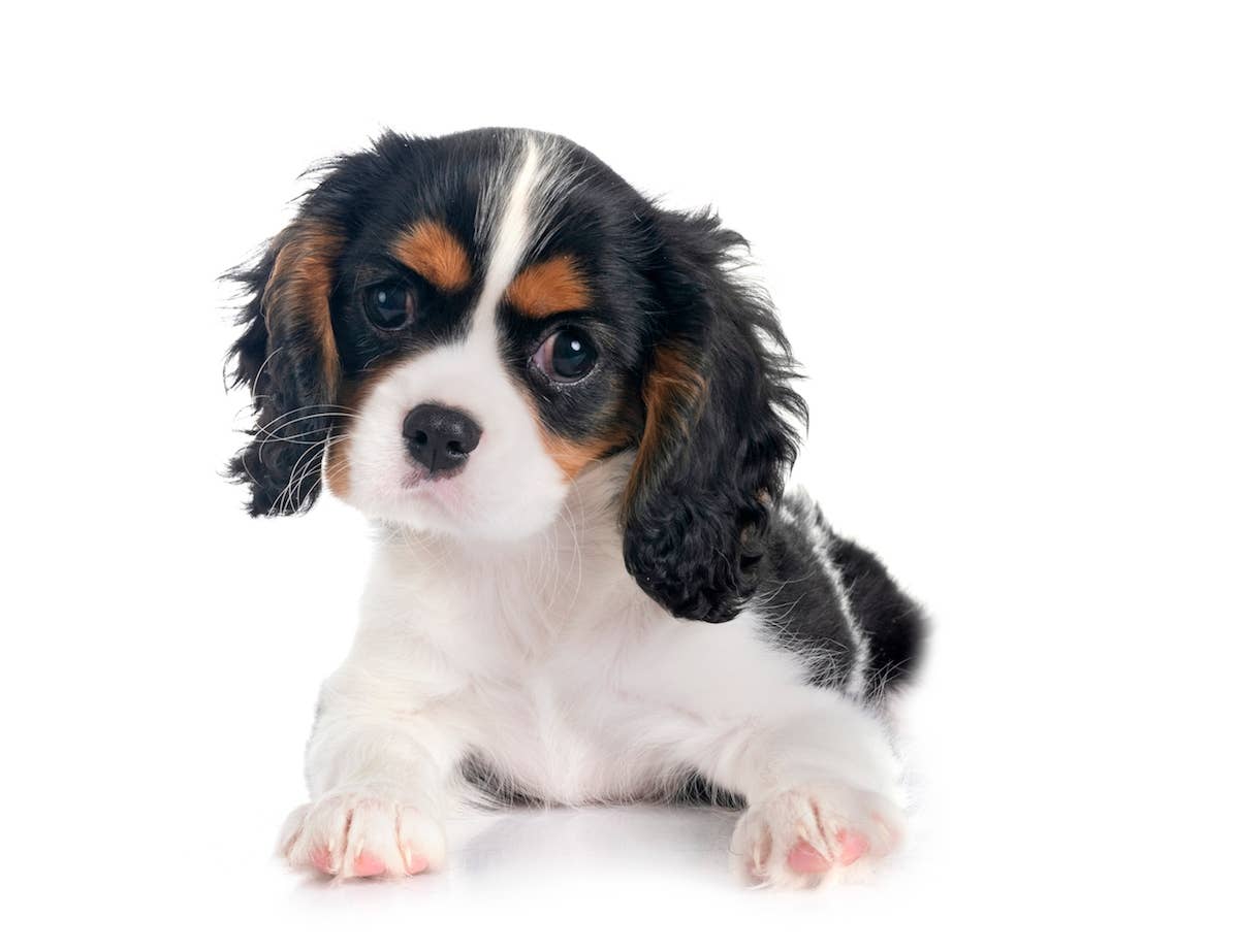Cavalier King Charles Spaniel Puppies Get Adorable First Bath - Parade Pets