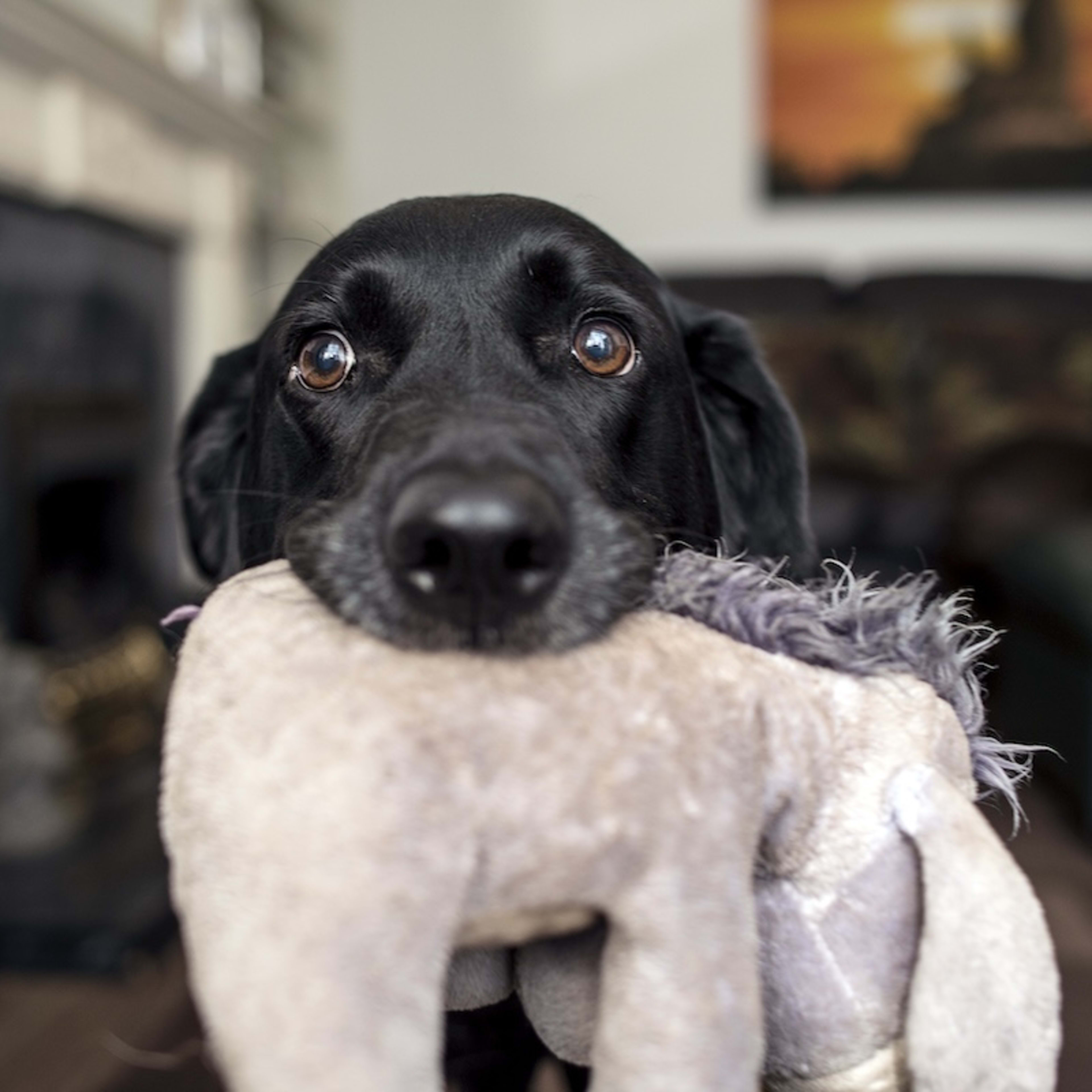 Silly Labrador Puppy Takes Leaf 'On the Lam' in Hilarious Heist ...