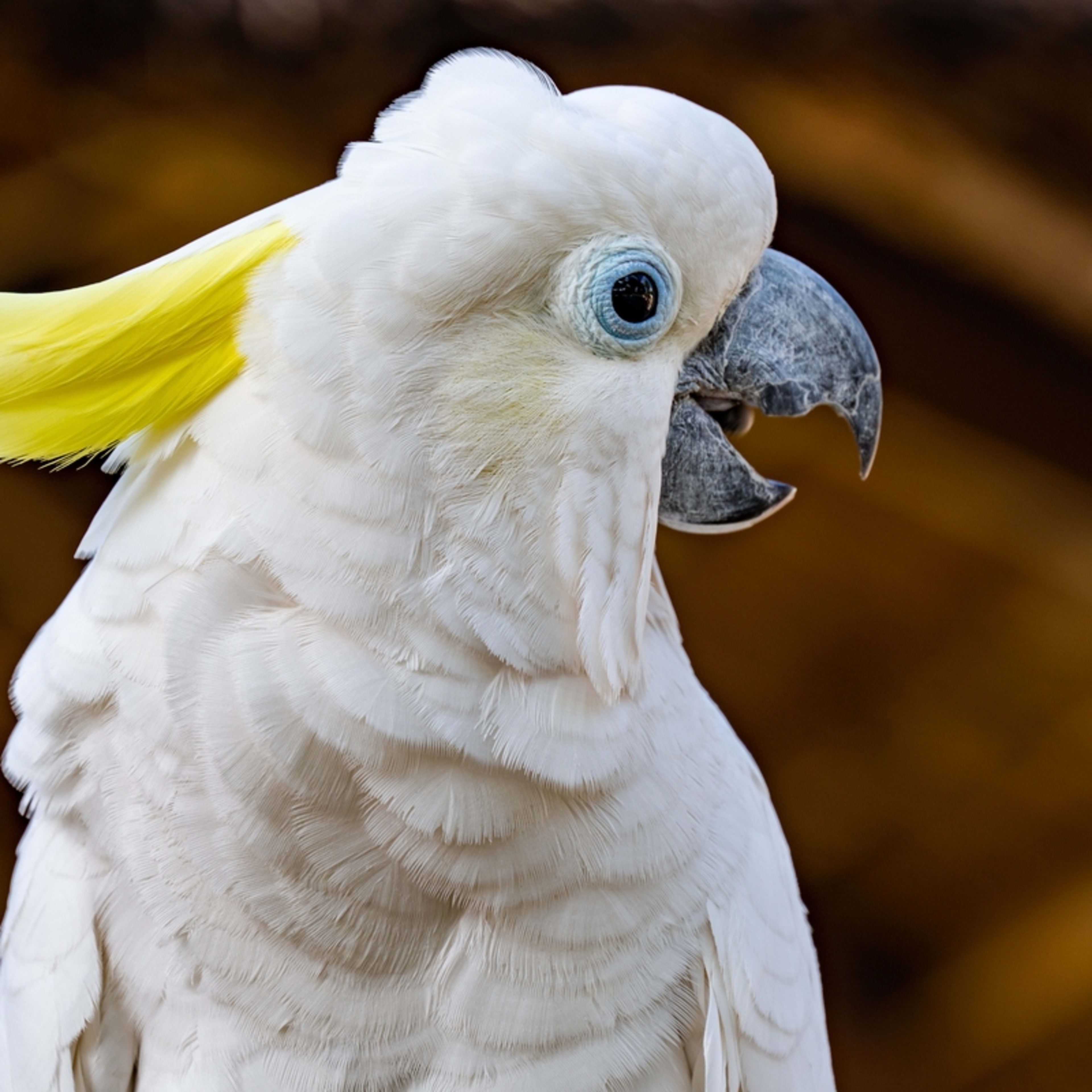 Cockatoo Breaks Into Sweetest Happy Dance During Reunion With Mom ...