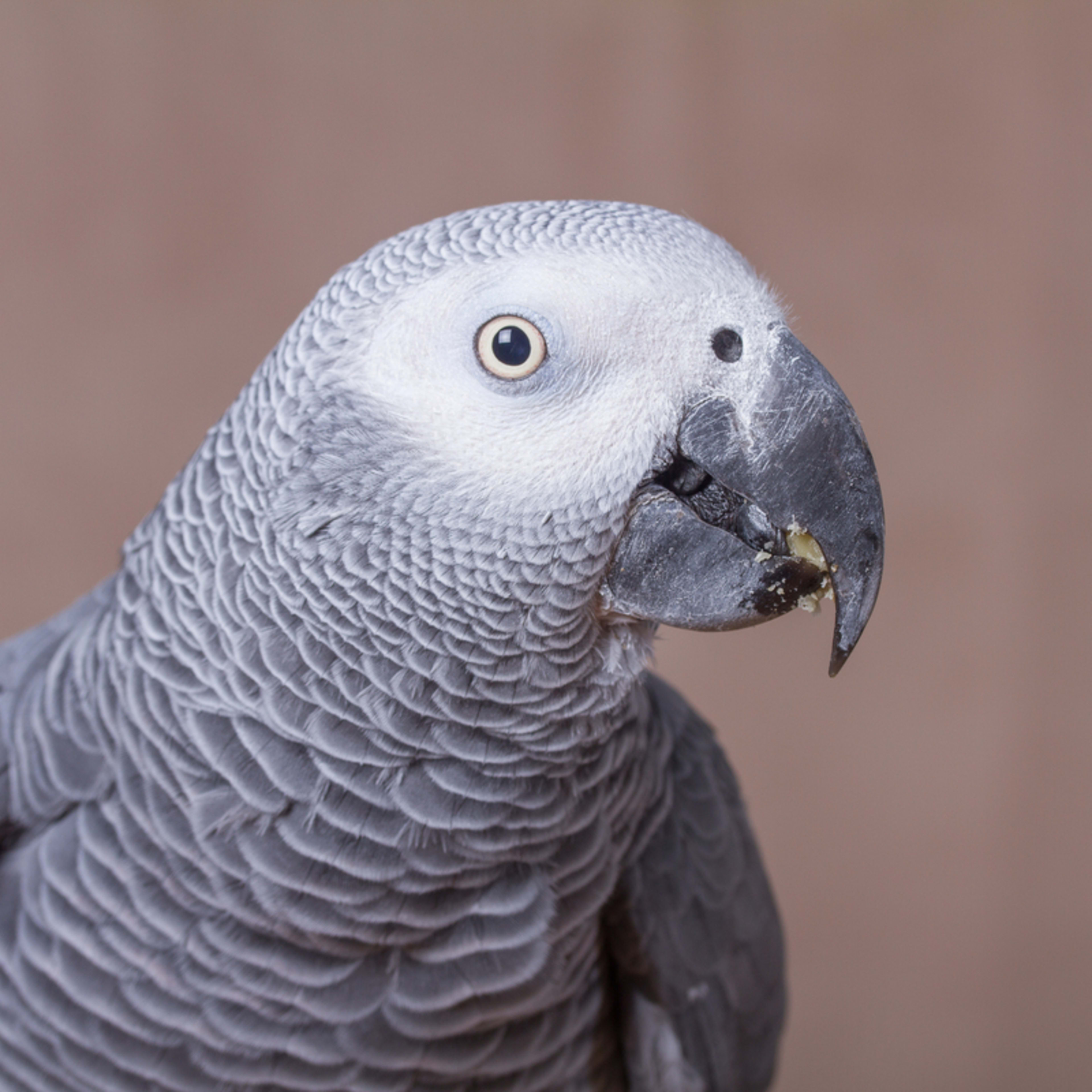 Nervous African Grey Parrot Takes First Flight Thanks to Mom's Hype ...