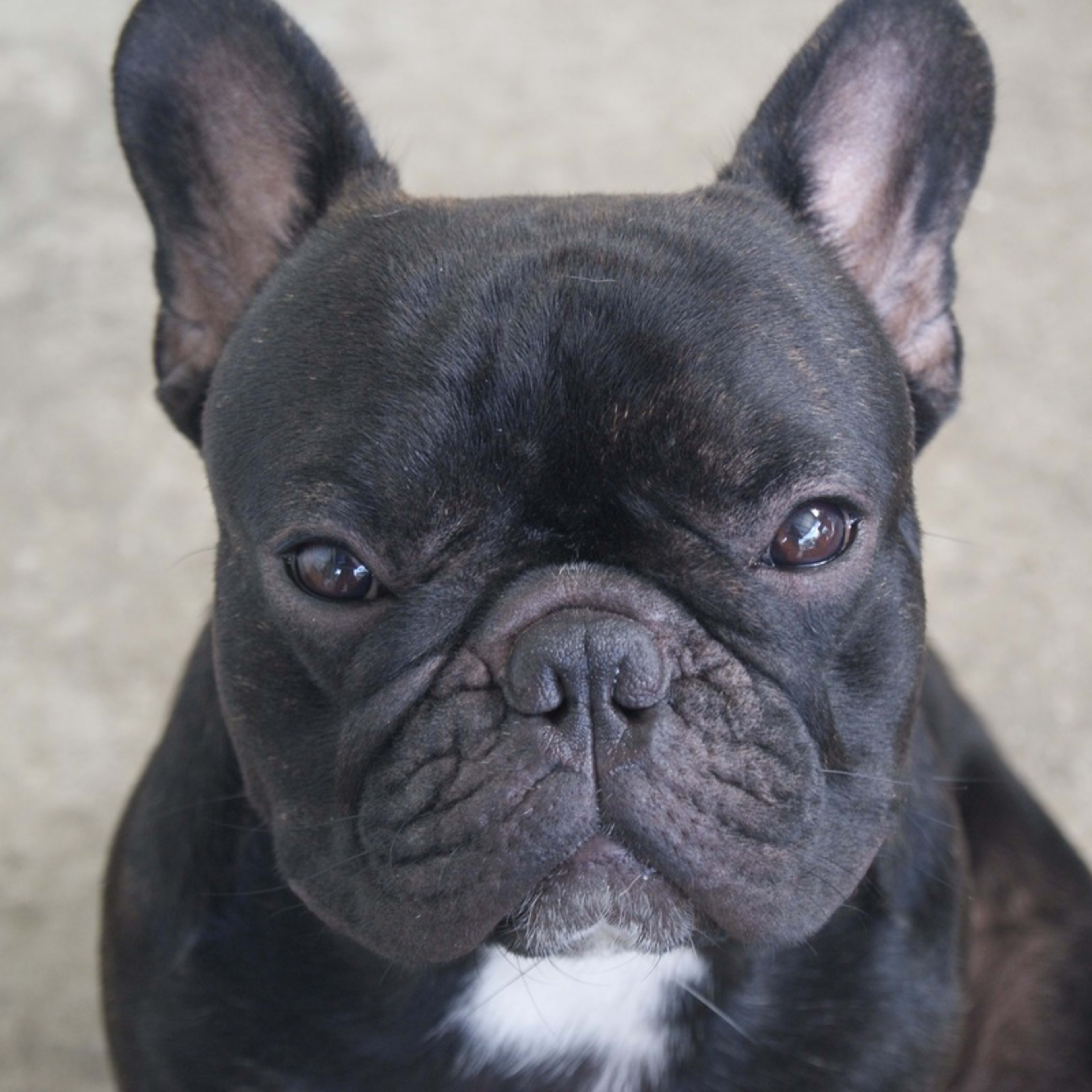 Impatient French Bulldog 'Crashing Out' During Lengthy Drive-Thru ...