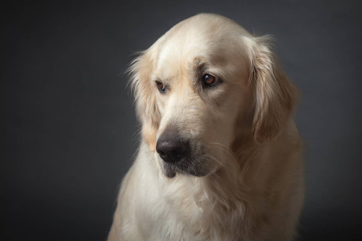 Golden Retriever Adorably Tries to Play With Animals He Sees on TV ...