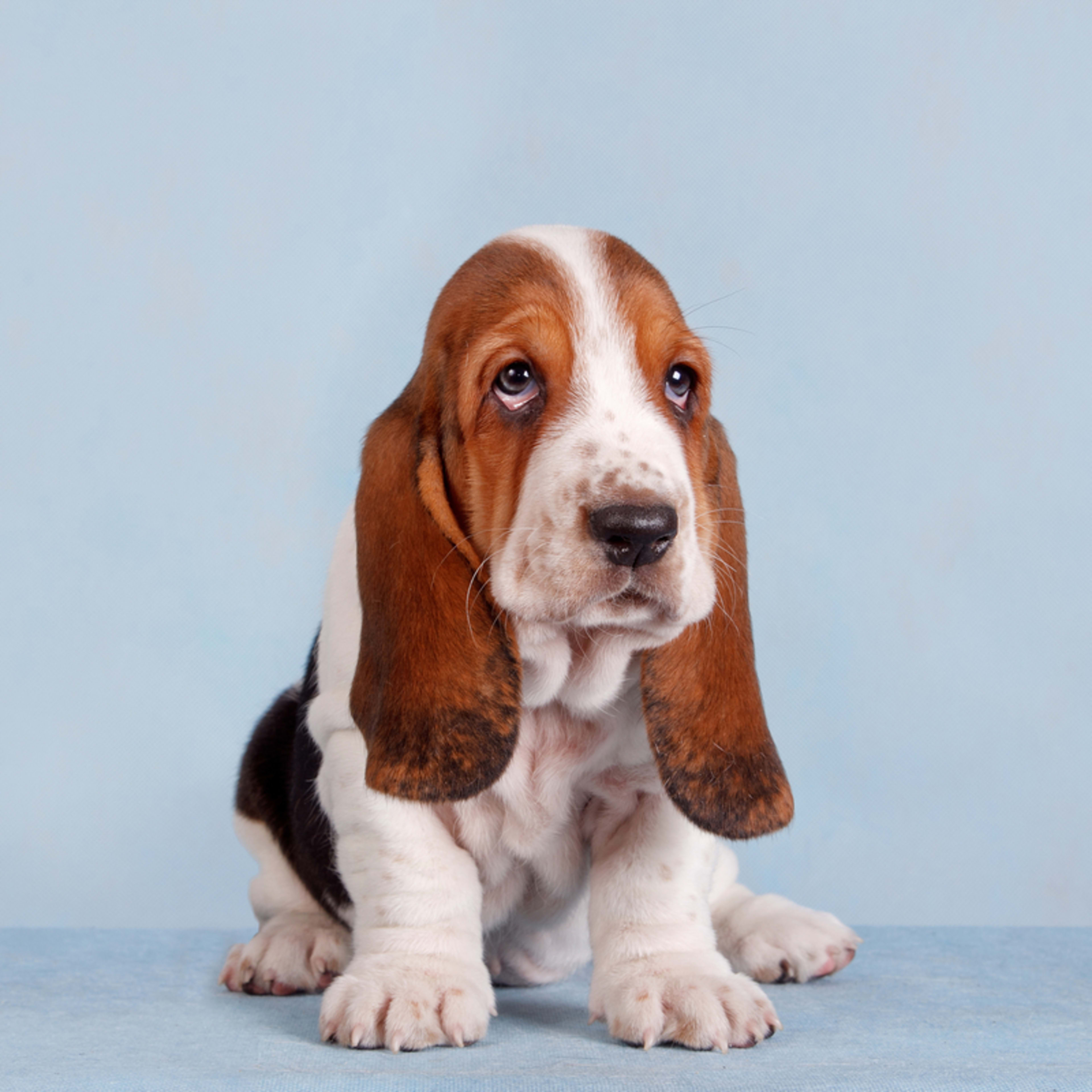 Basset Hound's Gentle Love for 'His Baby' Is the Definition of Pure ...