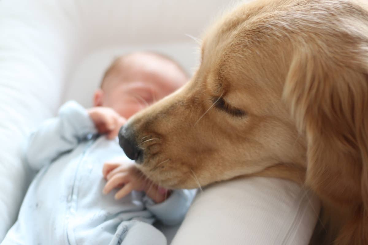 Golden Retriever Plays Like Puppy Again Thanks to Lively New Rescue Pup ...