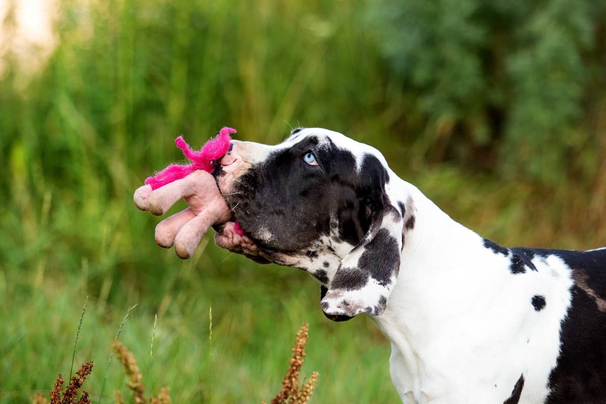 Toddler ‘Walking’ Her Great Dane Proves What Gentle Giants These Dogs ...