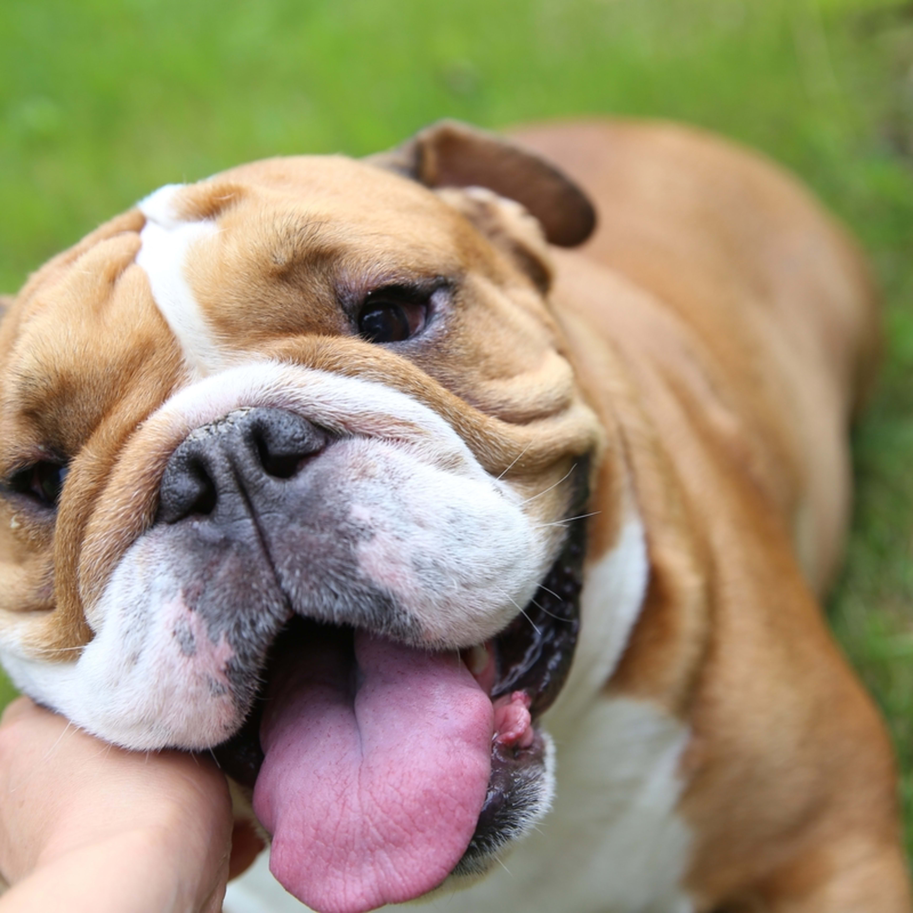 Bulldog Shows Off Her 'NFL Lineback' Qualifications and Nails the Job ...