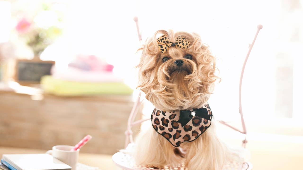 ParadePets