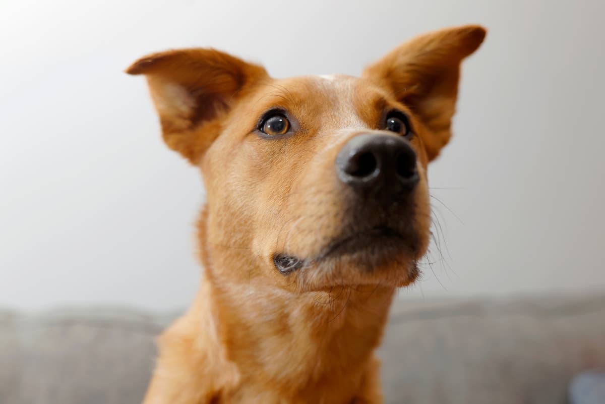 Rescue Cattle Dog Sees a Horse for the First Time and Says 'Absolutely ...