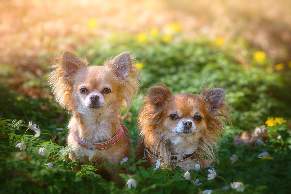 Tiny Chihuahua’s Bath Time, Zoomies, and Nap Are Just Too Pure - Parade ...