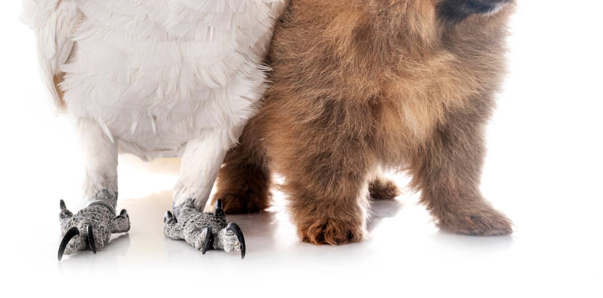 Zoo's New Goffin Cockatoo Is a 'Little Cutesy and a Little Psycho ...
