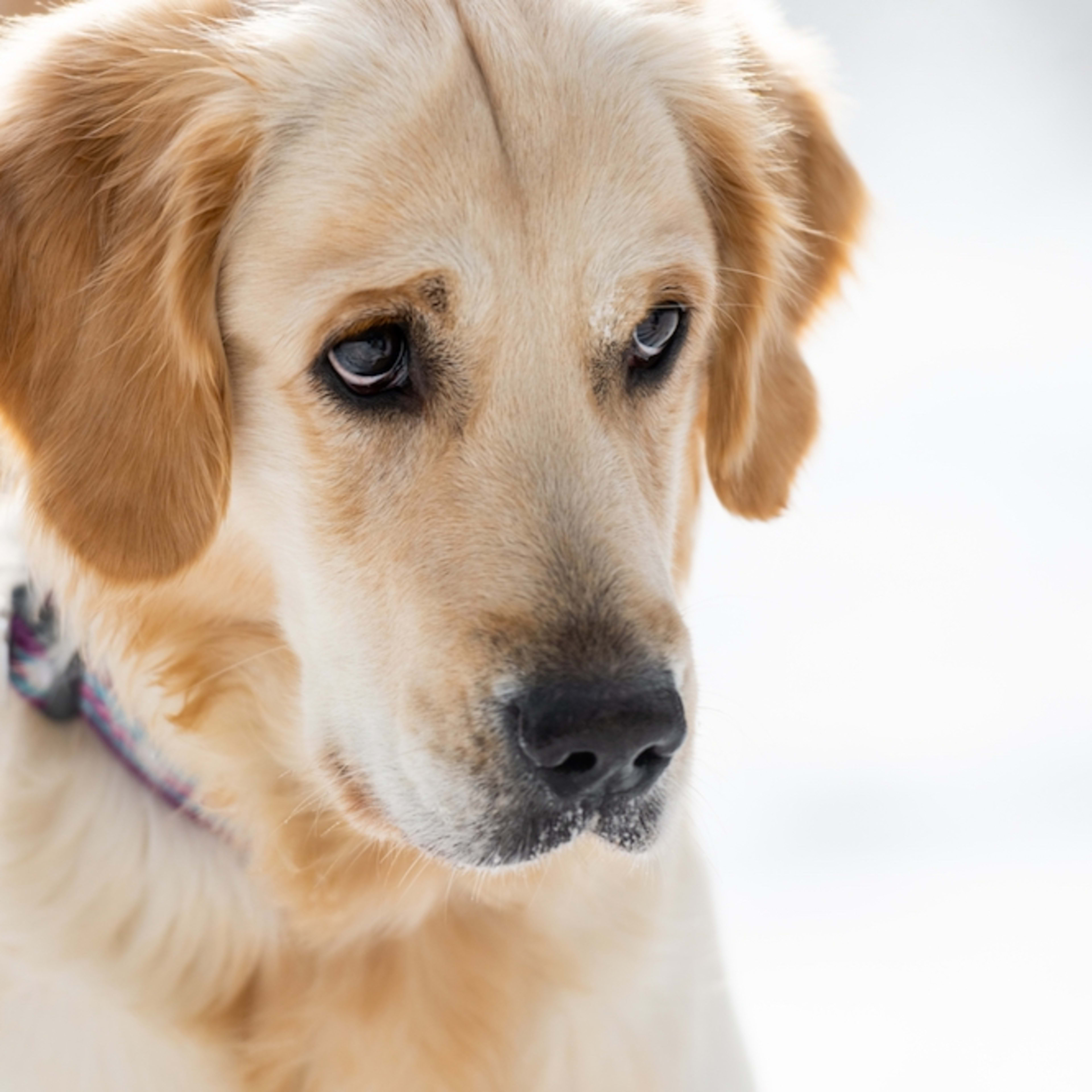 Golden Retriever Protects His Family From High-Rise Window - Parade Pets