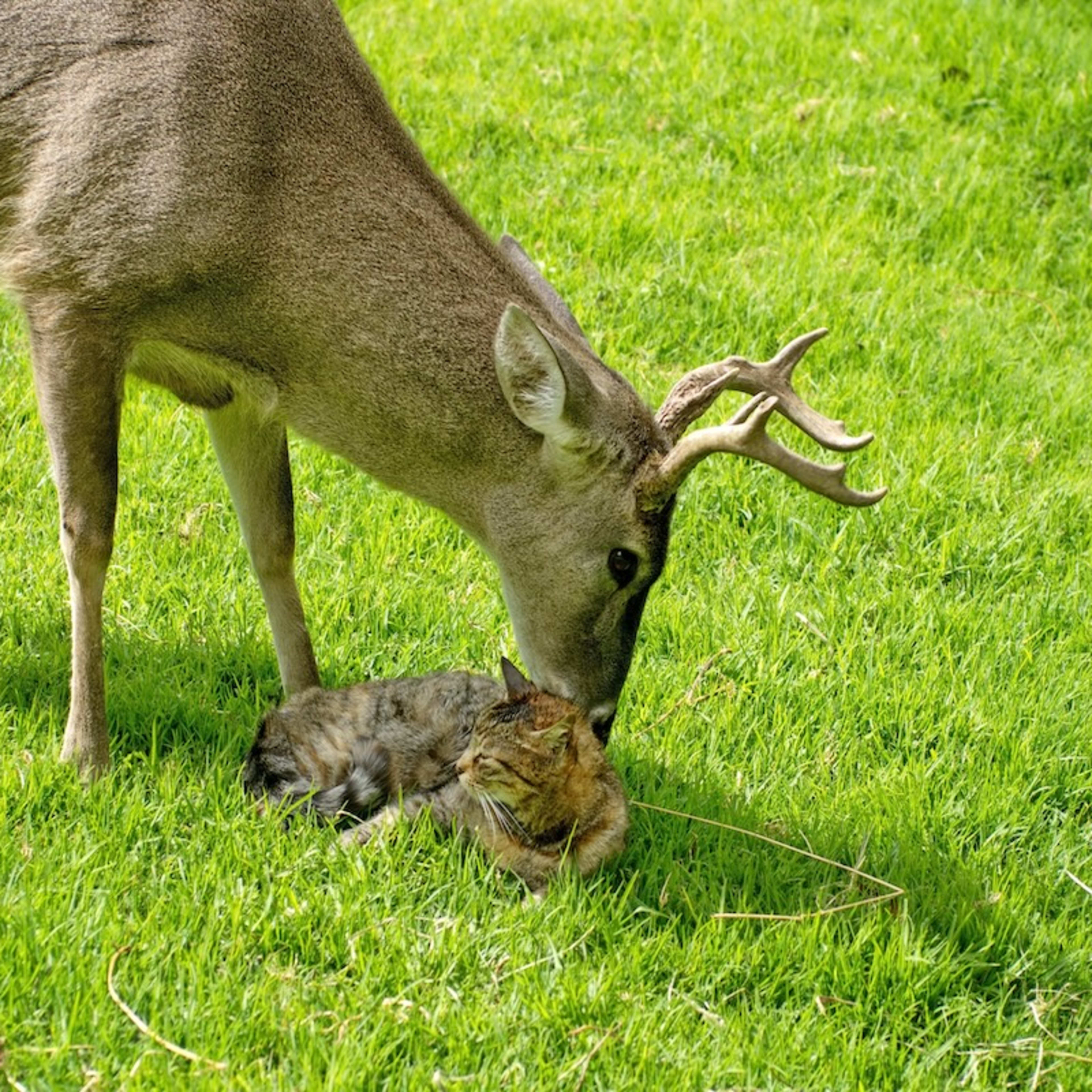 Baby Deer Getting 'Spooked By His Own Sneeze' Is Pure Cuteness Overload ...