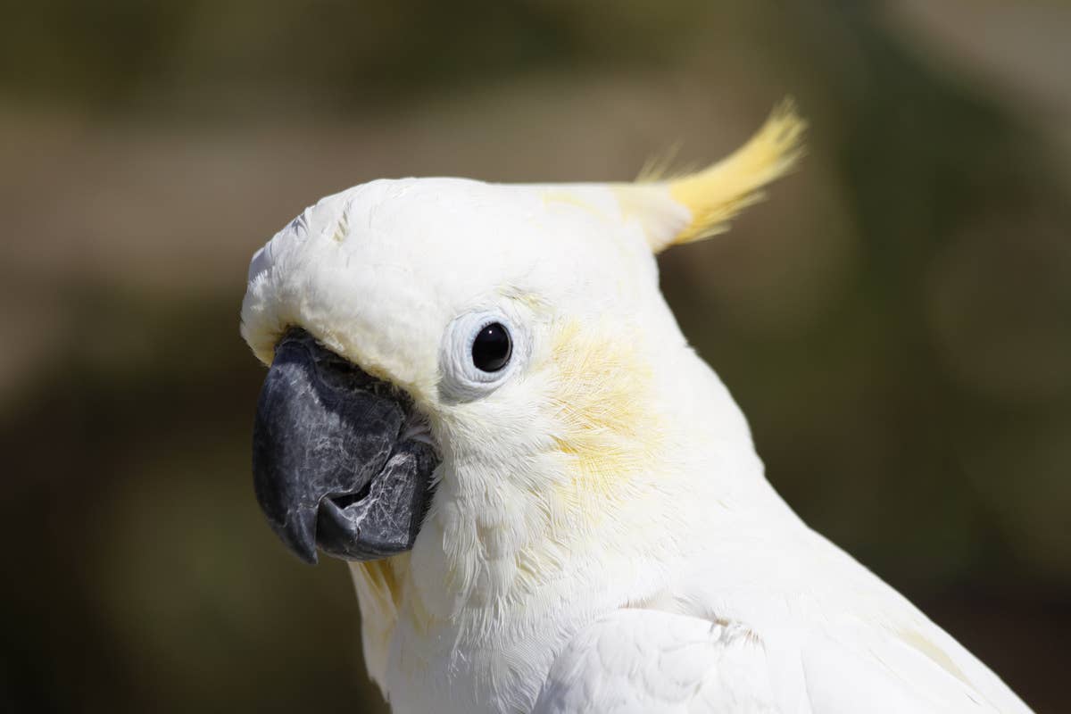 Cockatoo's Bath Day With Dad Ends With Hilarious Dance Party - Parade Pets