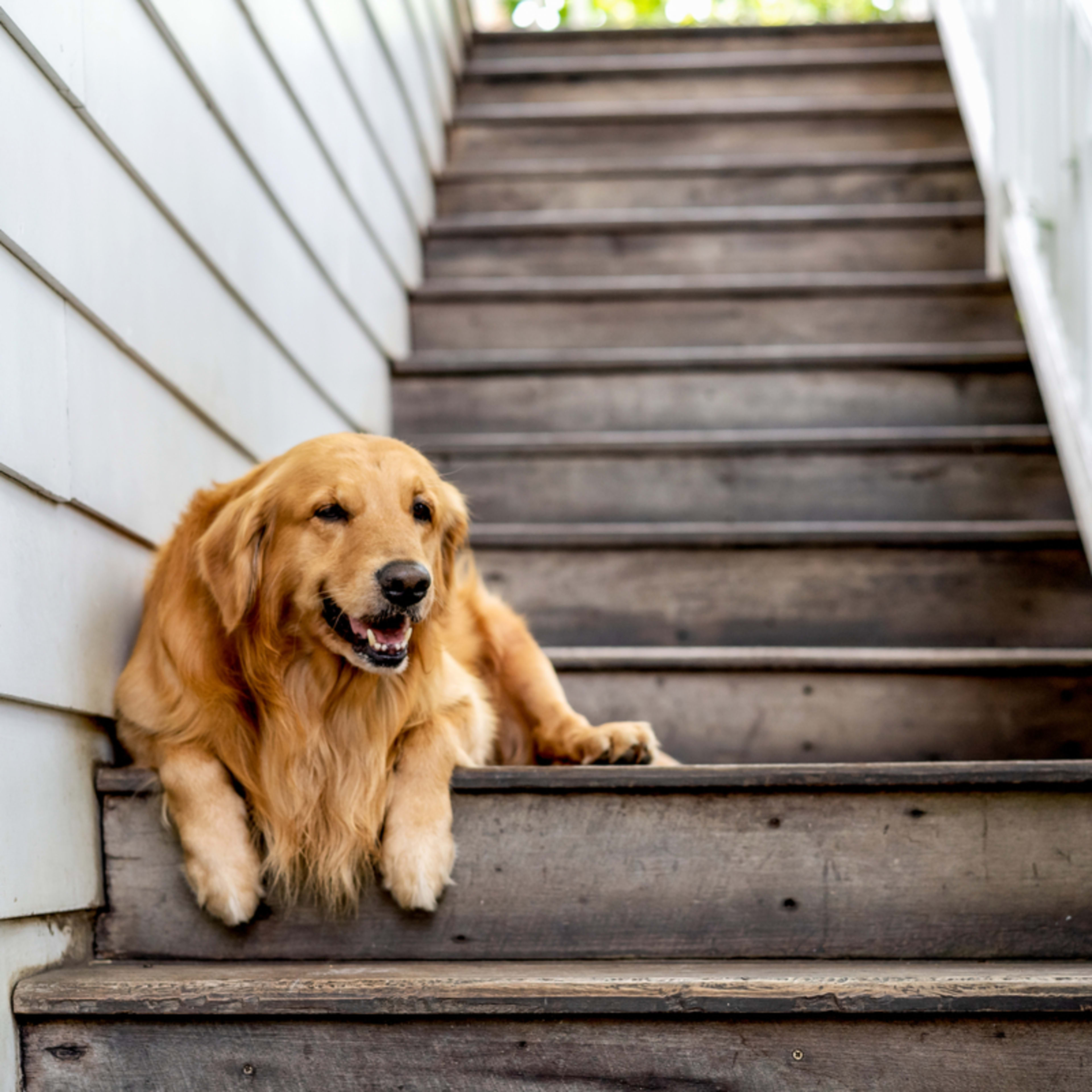 Italian Greyhound's Unique Way of Going up Stairs Has Everyone in ...