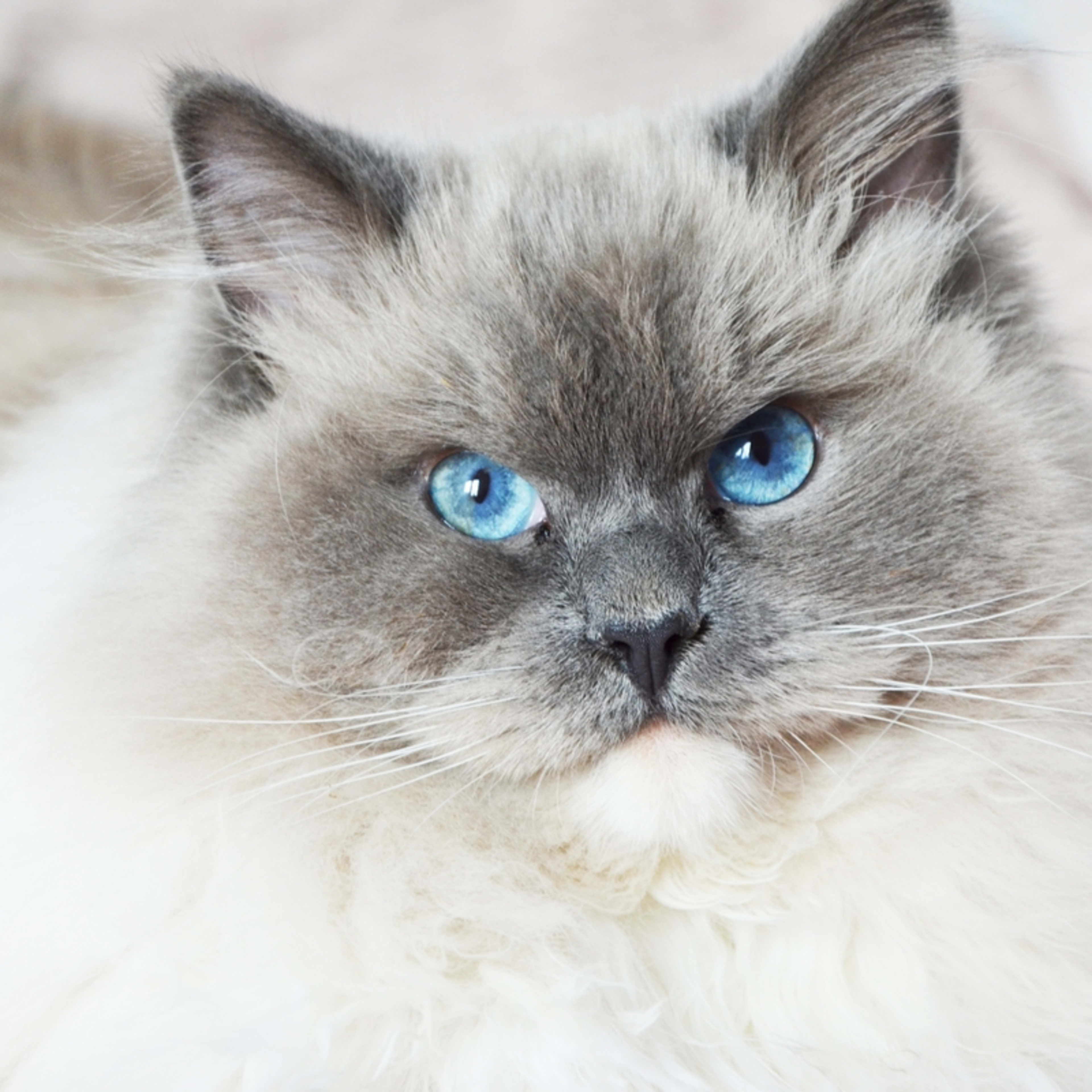 Sassy Ragdoll Cat Says 'No Filming' During Intense Biscuit-Making ...