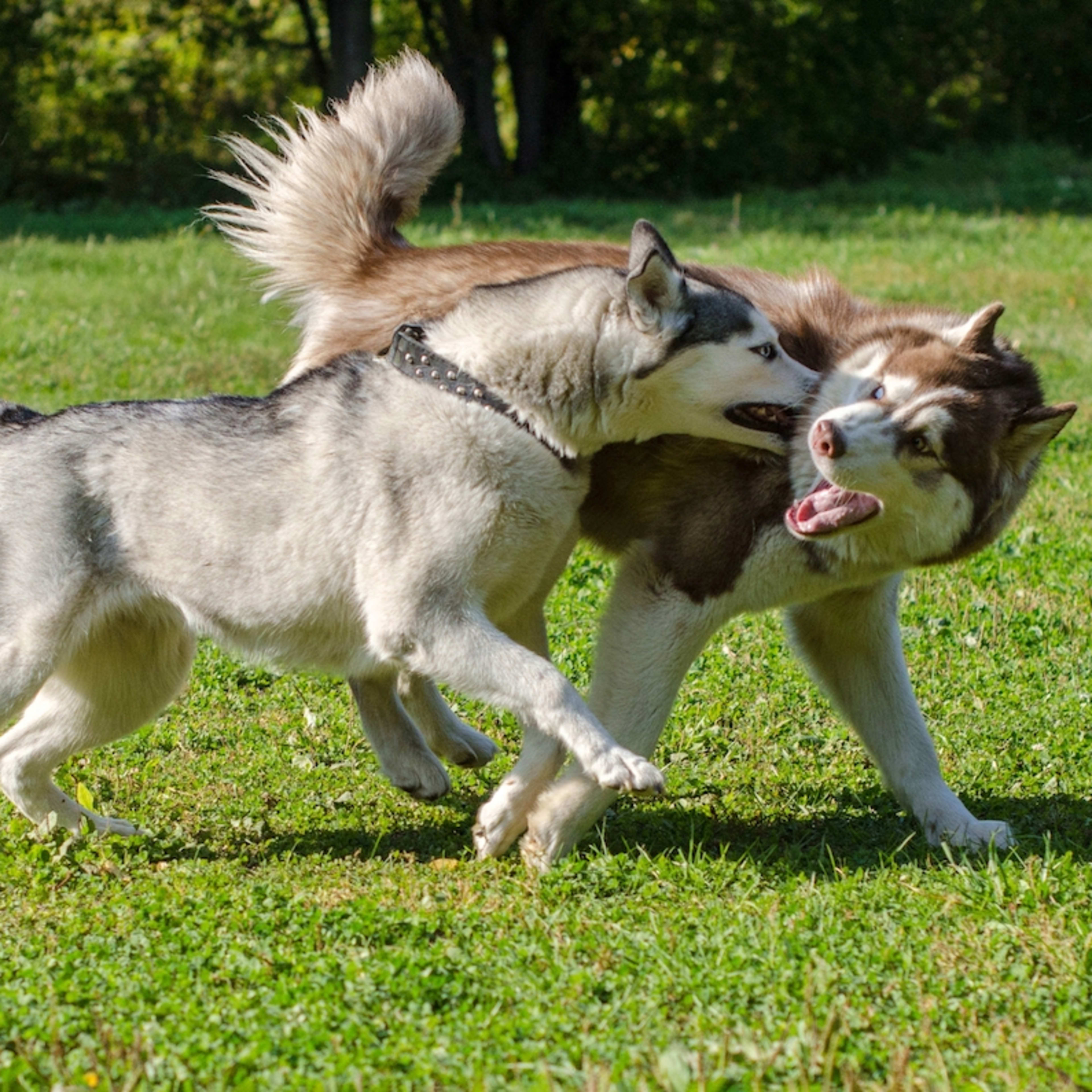 Cat Excels at Every Bad Habit Husky Siblings Taught Her - Parade Pets