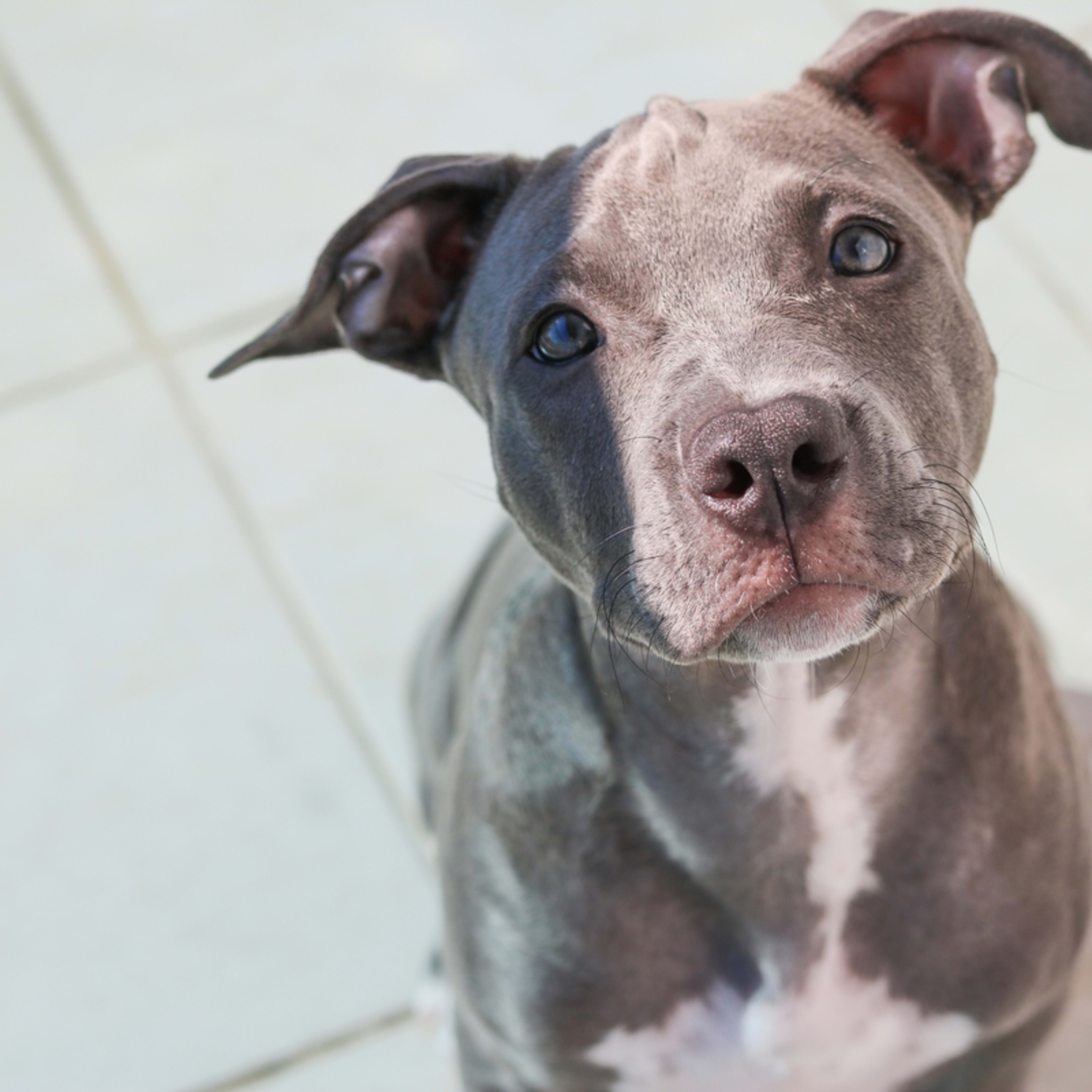 Pit Bull Puppy’s Heartfelt Concern for His Brother After Surgery Is Why ...
