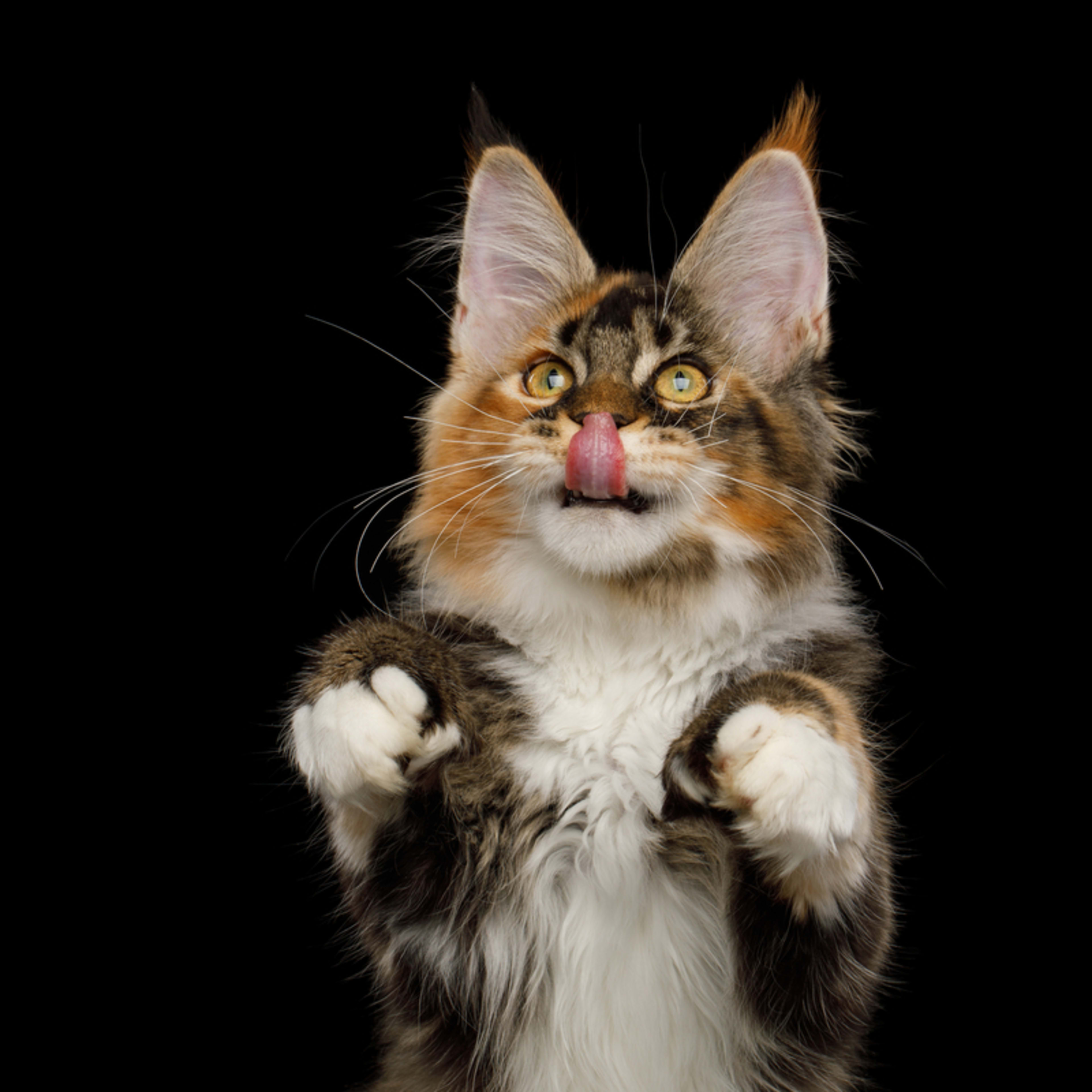 Maine Coon Cat's Sweet Love Story With Tiny Sphynx Kitty Is Touching ...