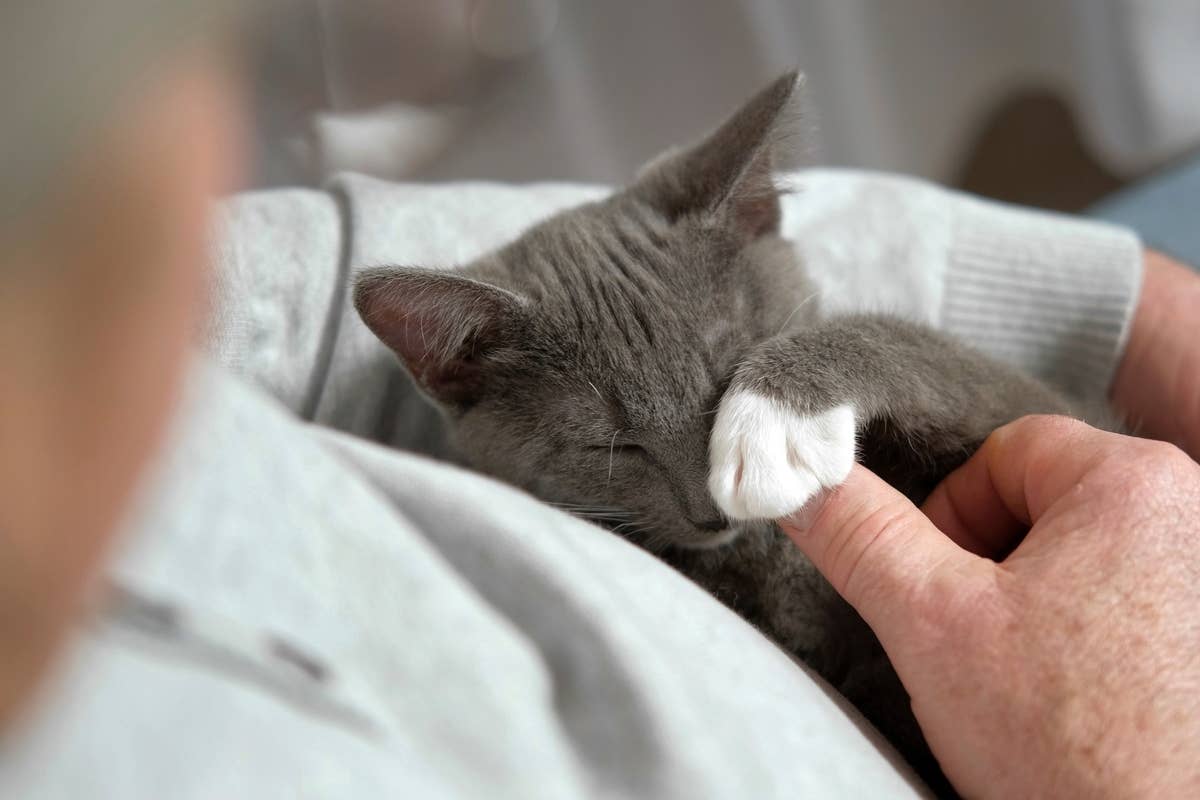 Senior Therapy Cat Lets '100s of Kids Hold Paws' During Hospital Shift ...