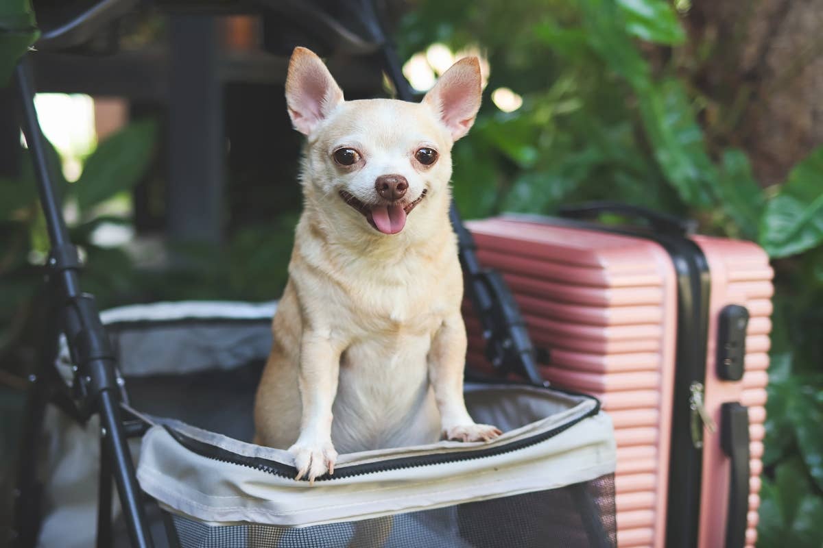 Chihuahua's Birthday Celebration at a Mexican Restaurant is Everything ...