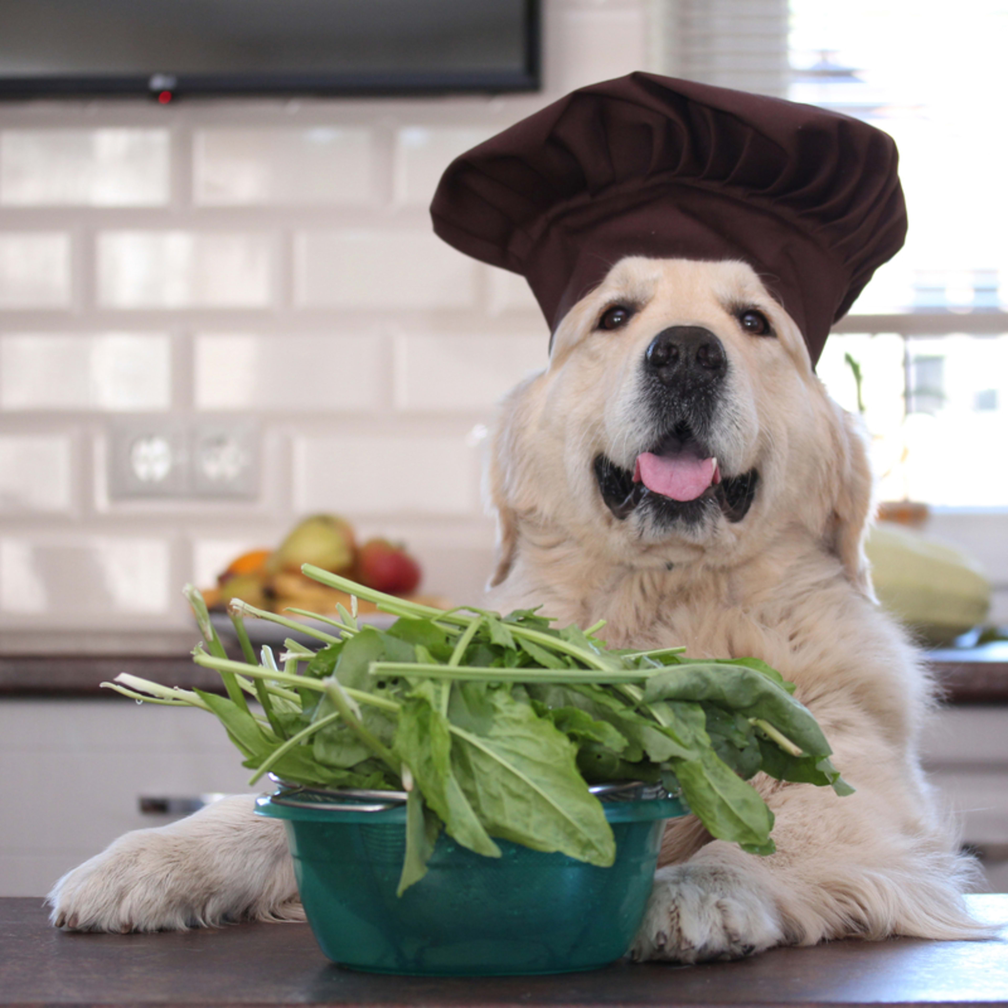 Golden Retriever's Swoopy 'Emo Hair' Has Everyone 'Panicking at the ...